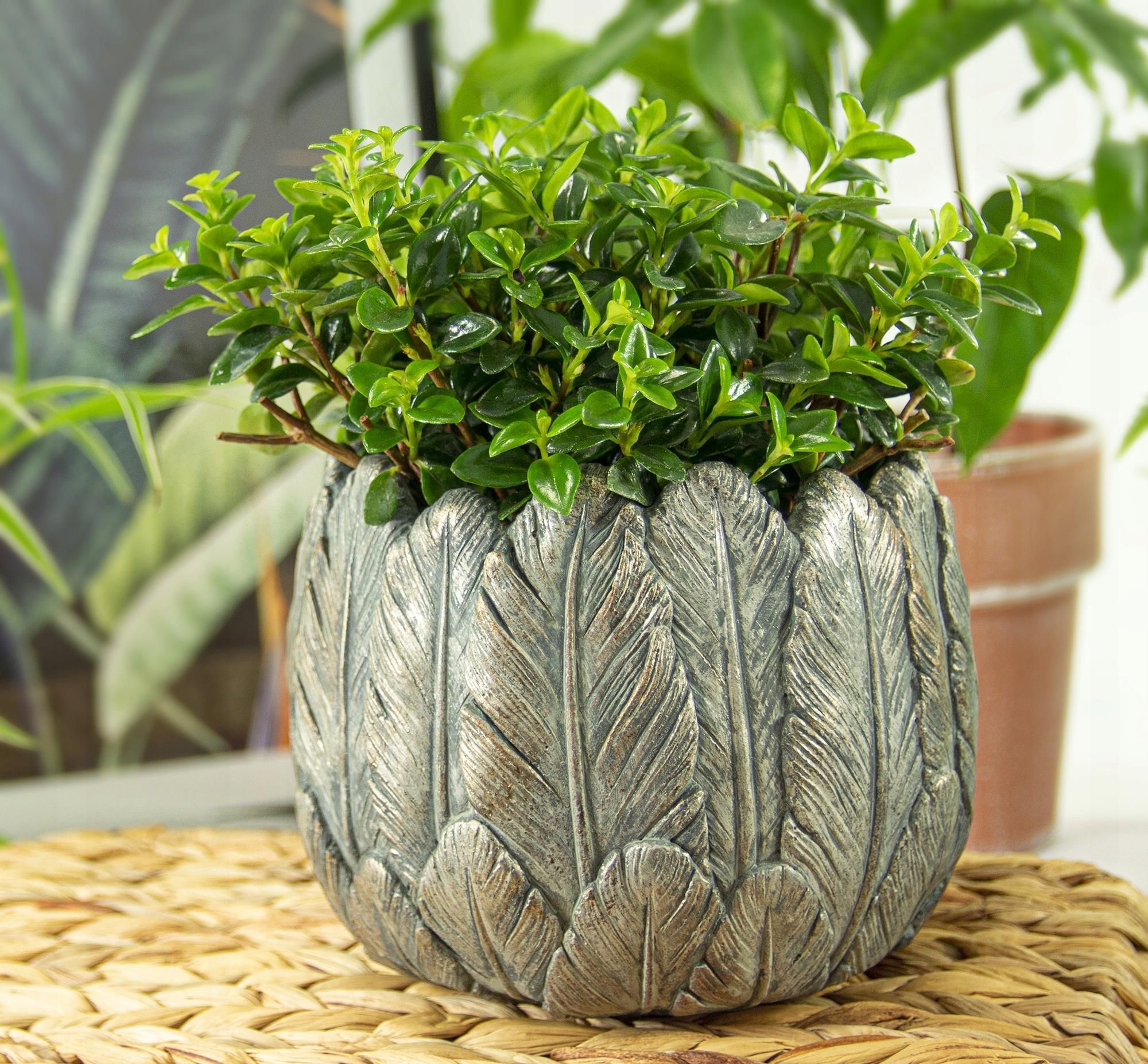 Całusek Roślina Doniczkowa Na Walentynki - Ceny i opinie - Ceneo.pl