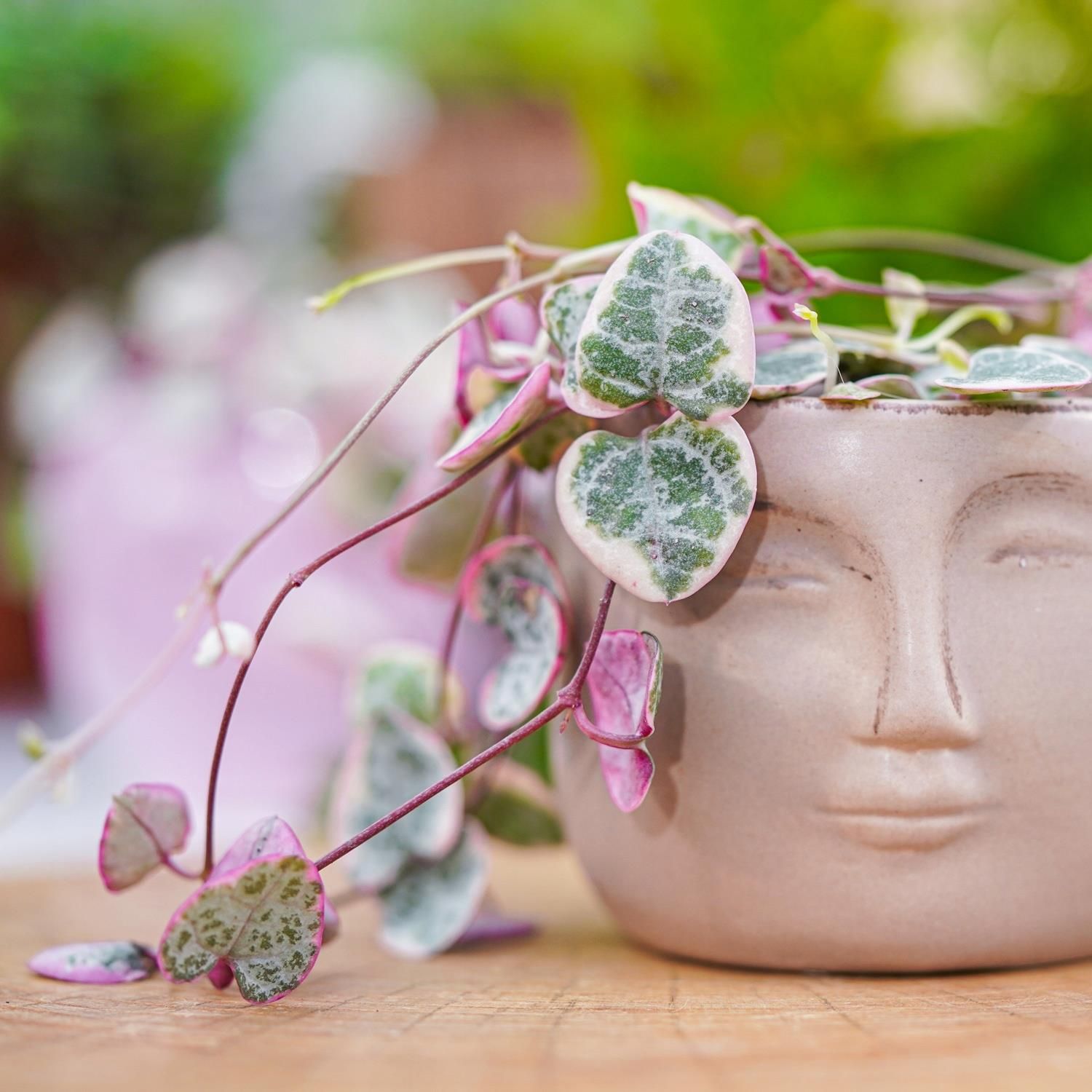 Ceropegia Woodii Variegata Wiszące Serca - Ceny i opinie - Ceneo.pl