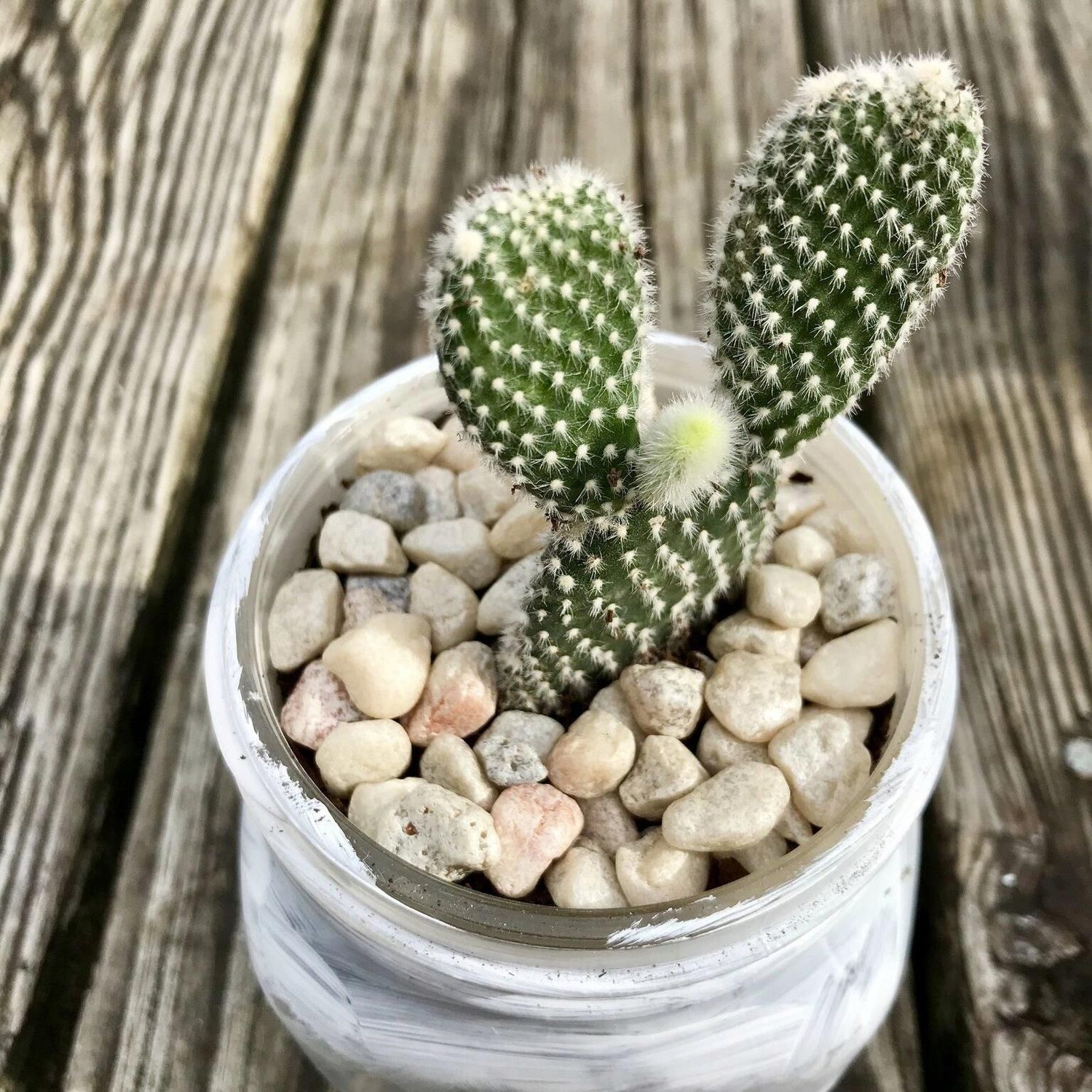 Opuncja Opuntia Microdasys Albata Bunny - Ceny i opinie - Ceneo.pl
