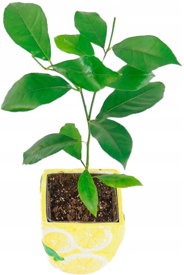 Cytryna Citrus Limon Citroen Drzewko Cytrynowe - Ceny i opinie - Ceneo.pl