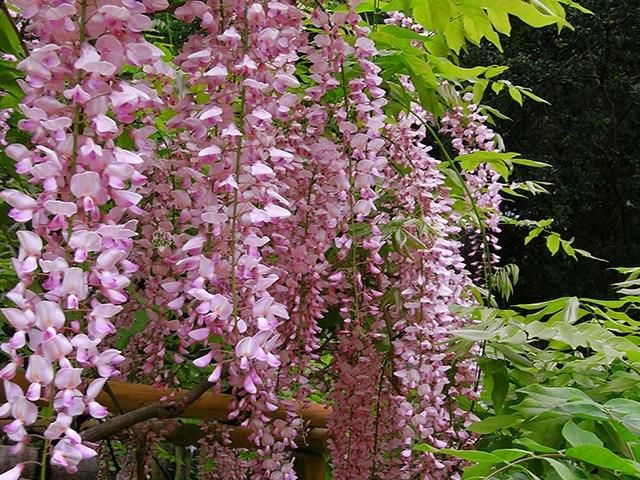 Glicynia Kwiecista Honbeni C2 Wisteria - Ceny i opinie - Ceneo.pl