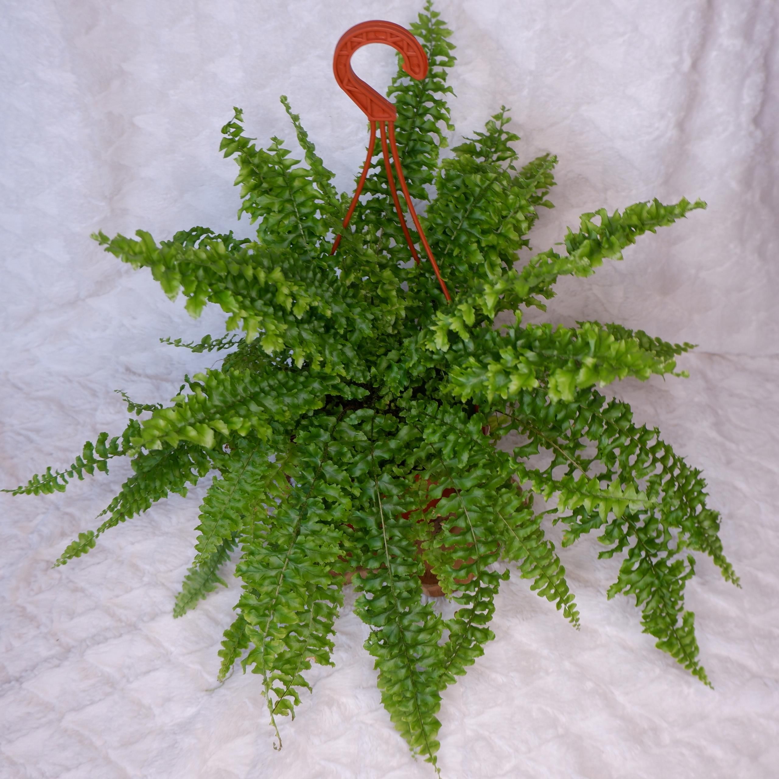 Nephrolepis Paproć Królewska Xl D. Wisz.19cm - Ceny i opinie - Ceneo.pl
