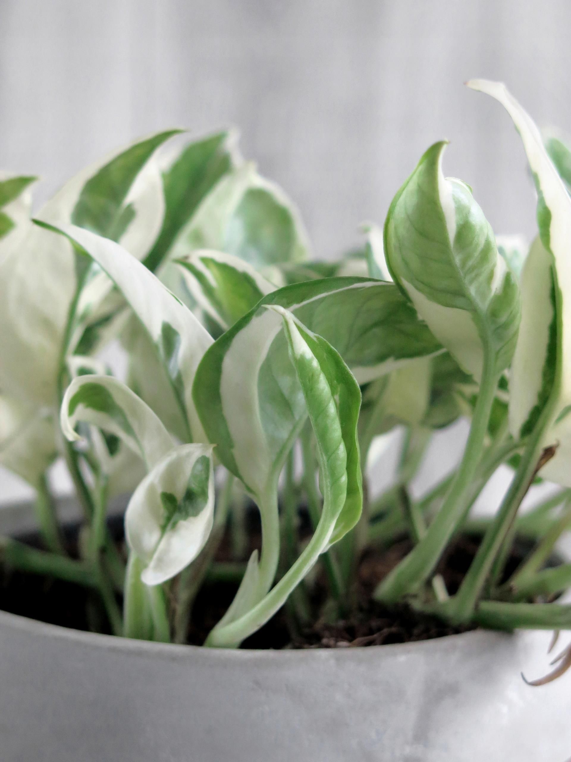 Epipremnum N Joy 12cm - Ceny i opinie - Ceneo.pl