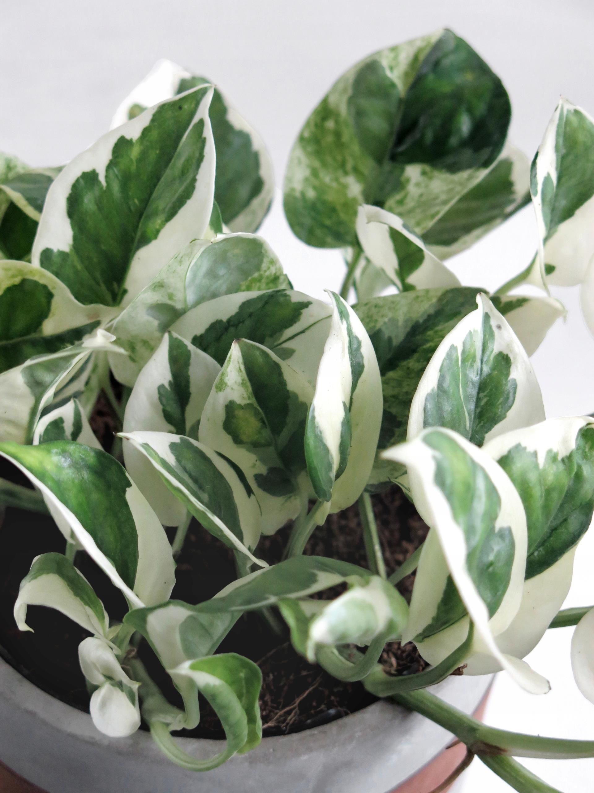 Epipremnum N Joy 12cm - Ceny i opinie - Ceneo.pl