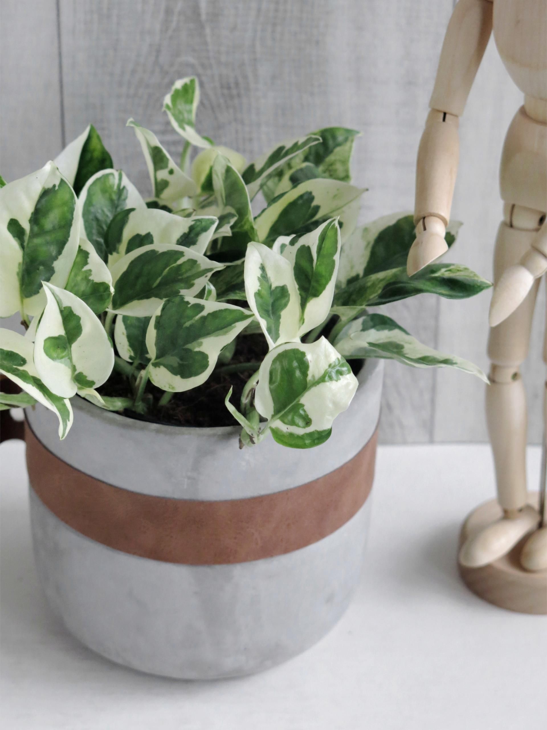 Epipremnum N Joy 12cm - Ceny i opinie - Ceneo.pl