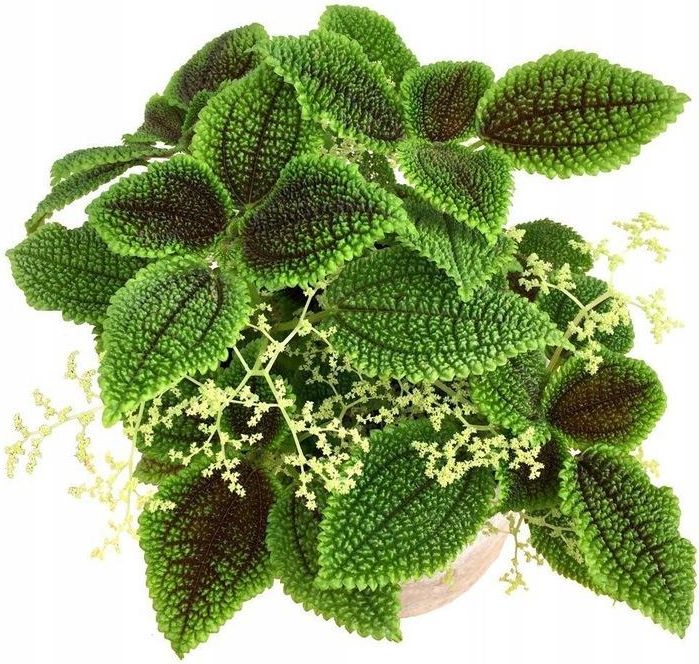 Pilea Mollis Moon Valley Pokrzywa Piękne Liście - Ceny i opinie - Ceneo.pl