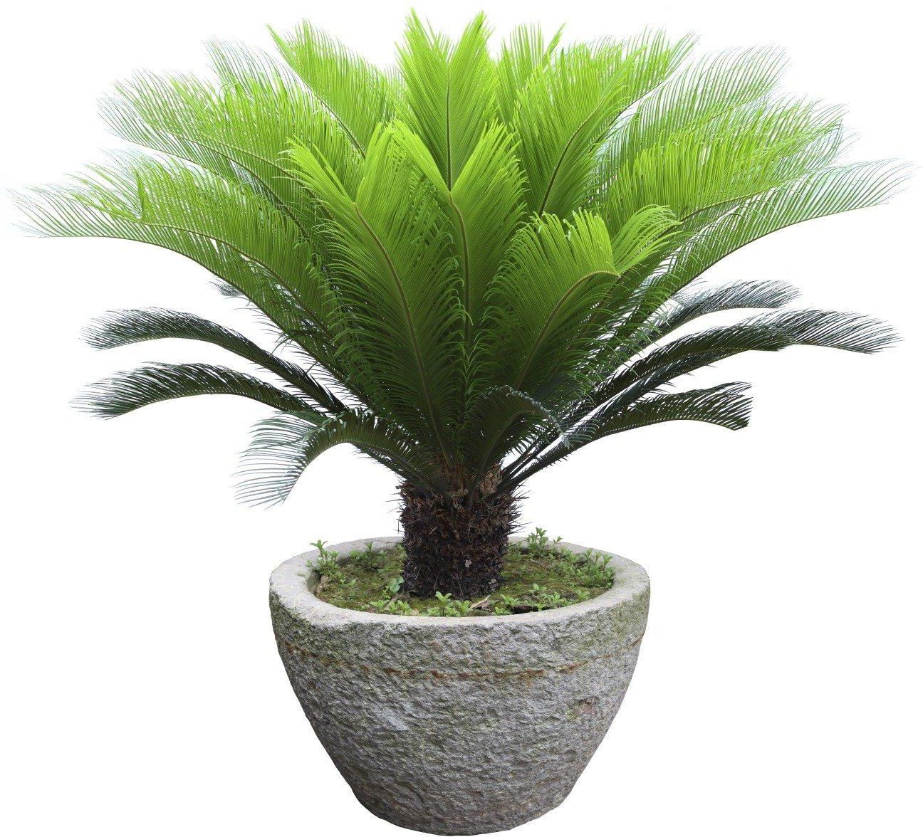 Palma Sagowiec Cykas Cycas Revoluta - Ceny i opinie - Ceneo.pl