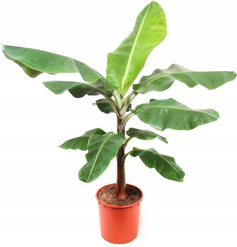 Bananowiec Musa Cavendish Banan Xl - Ceny i opinie - Ceneo.pl