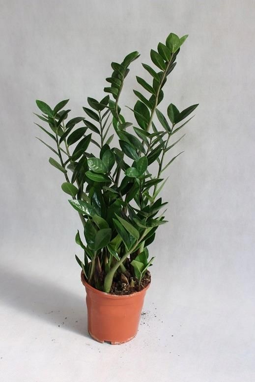 Zamioculcas Zamiokulkas Zamiolistny Duży Xxxl - Ceny i opinie - Ceneo.pl