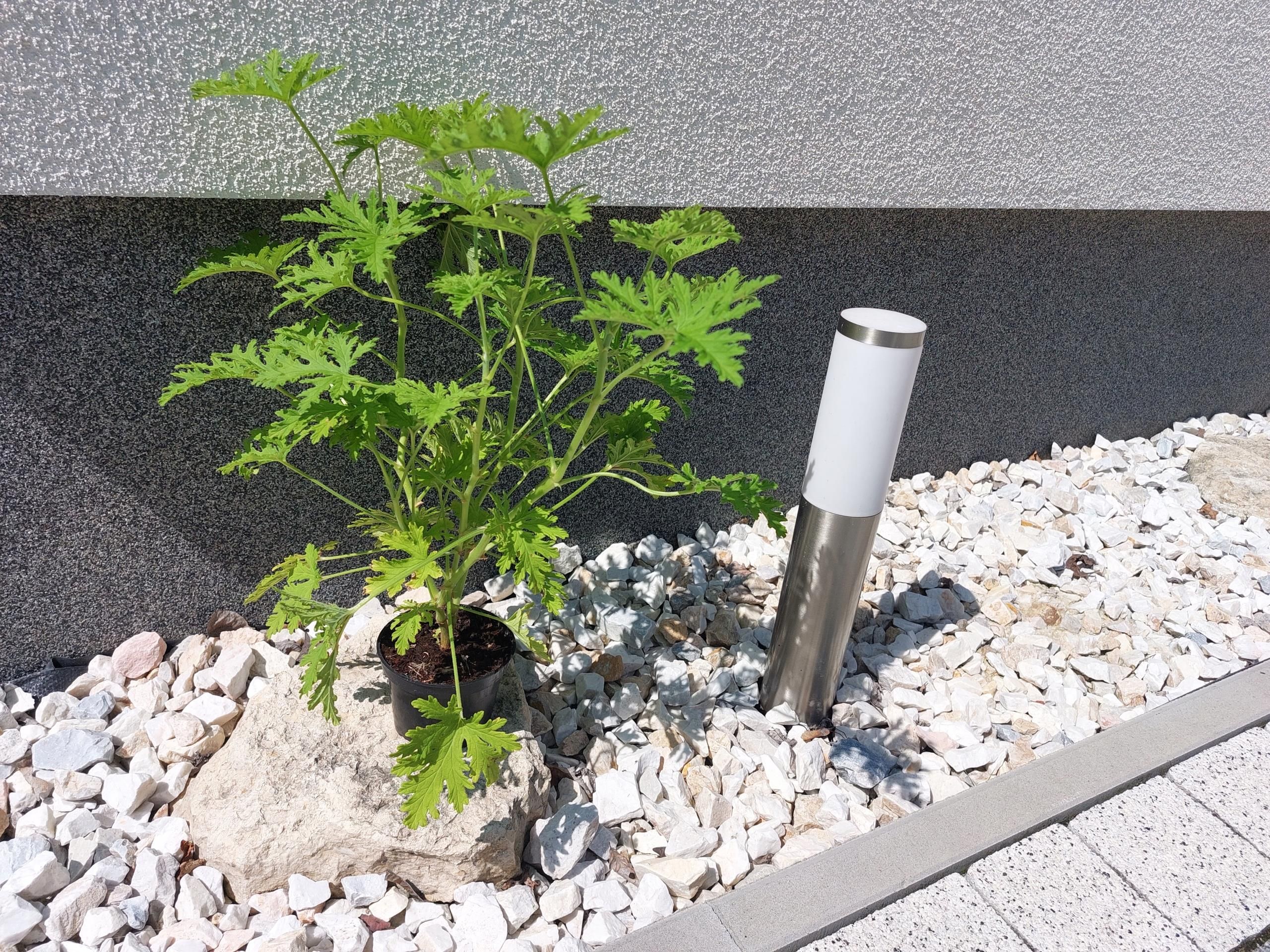 Anginka Geranium Pelargonia Pachnąca Na Komary - Ceny i opinie - Ceneo.pl