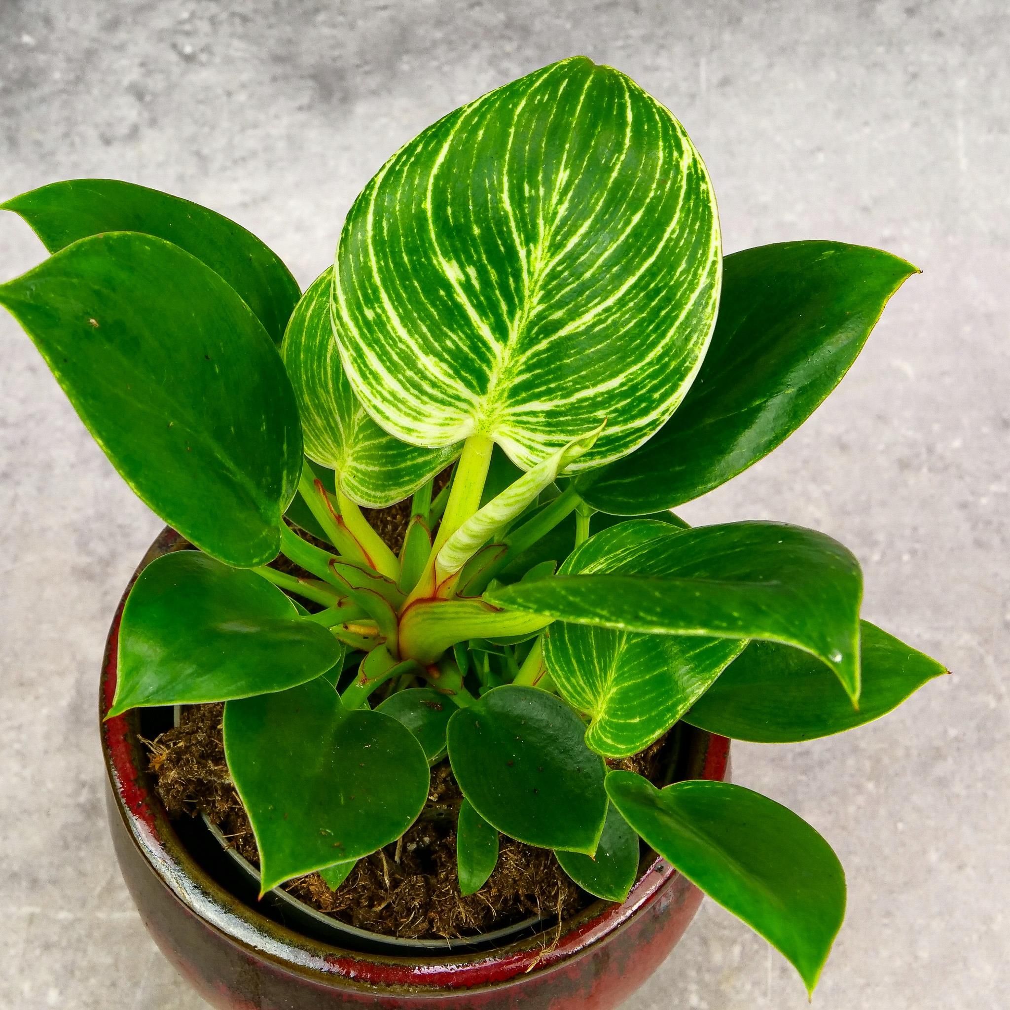 Philodendron Birkin Filodendron Biały Dojrzały - Ceny i opinie - Ceneo.pl