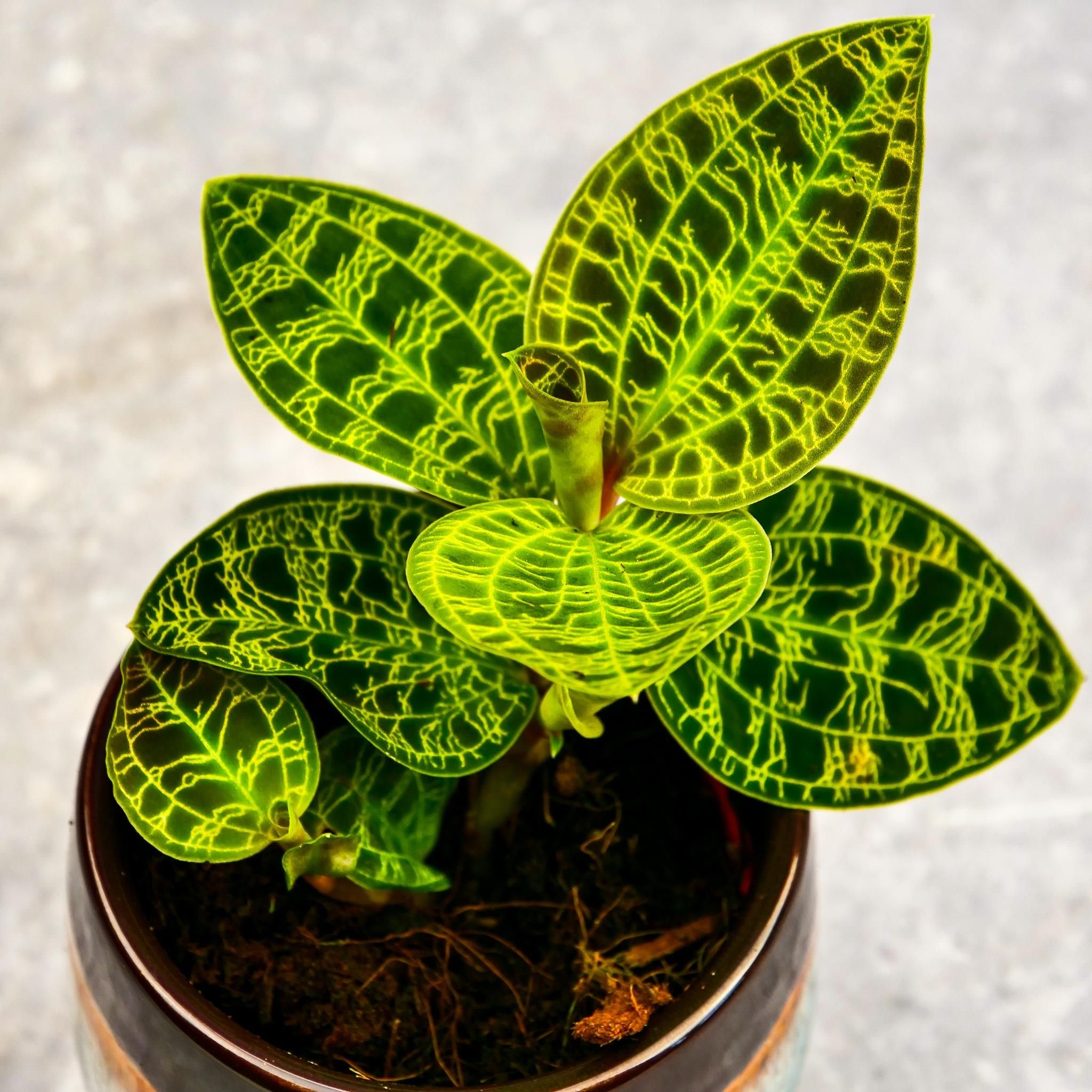 Macodes Petula Ludisia Storczyk Jubilerski Maluch - Ceny i opinie ...