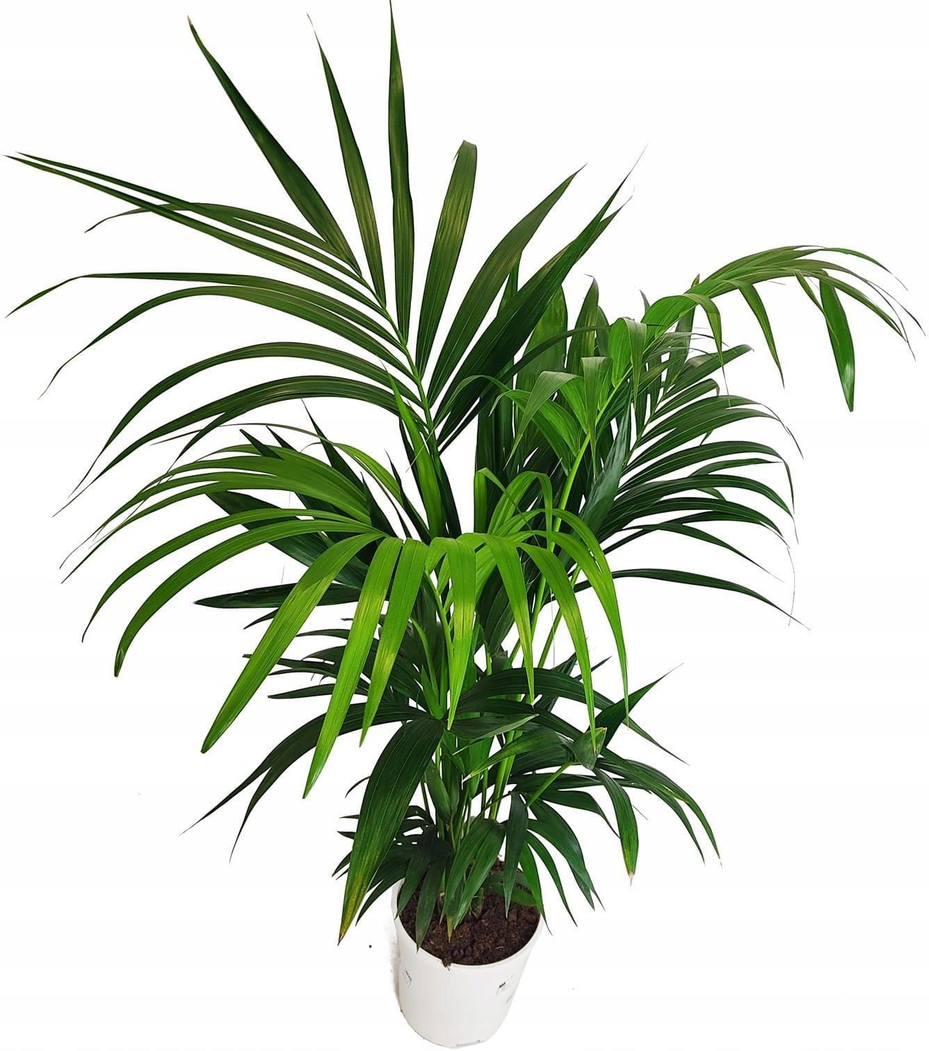 Palma Kentia Howea Kencja Tropikalna Piękność - Ceny i opinie - Ceneo.pl