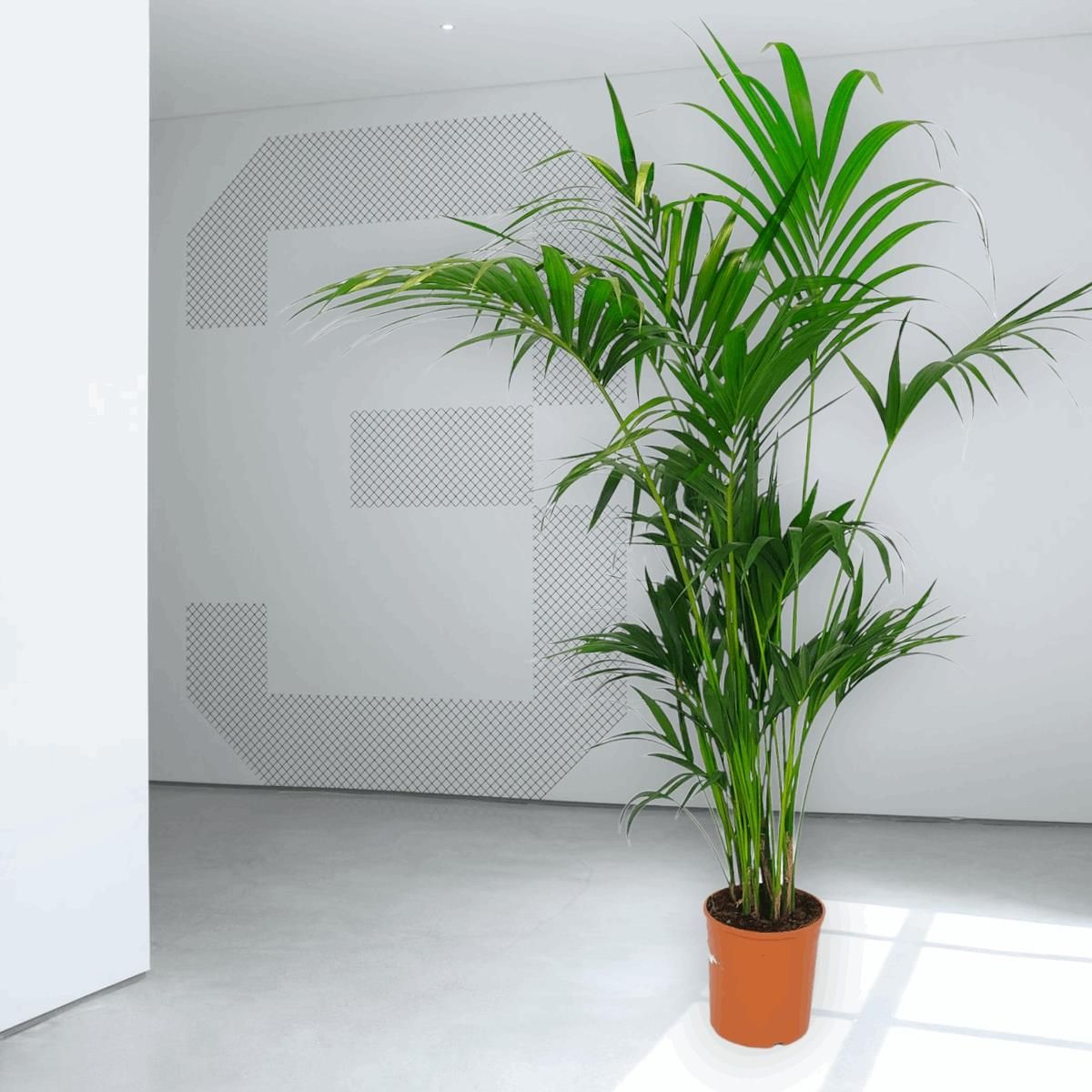 Palma Kentia Howea Kencja Tropikalna Piękność - Ceny i opinie - Ceneo.pl