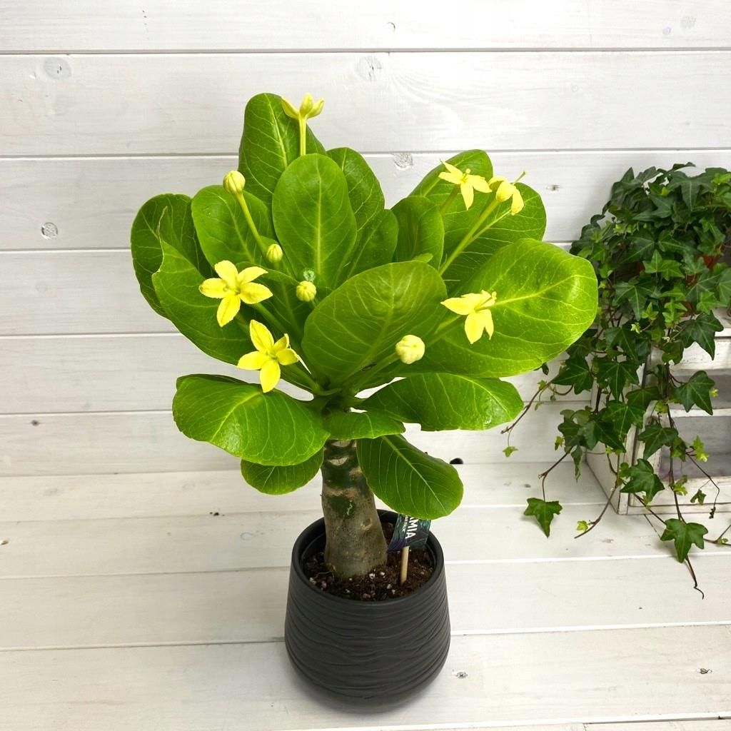Palma Hawajska Brighamia Insignis - Ceny i opinie - Ceneo.pl