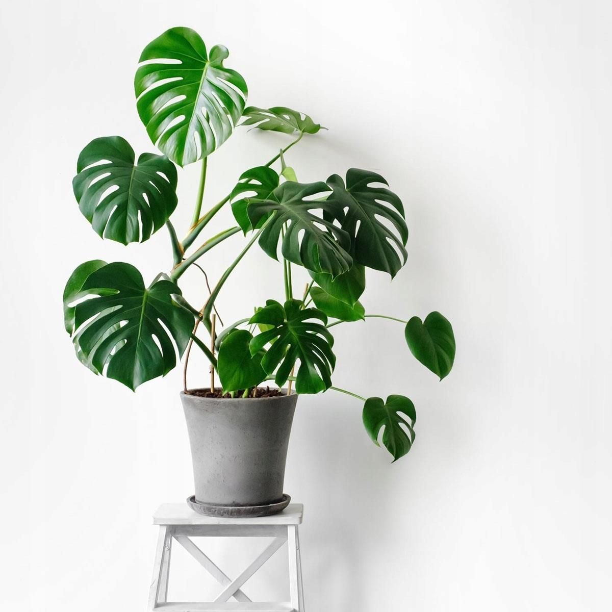 Duża Monstera Deliciosa Dziurawa Piękne Liście - Ceny i opinie - Ceneo.pl