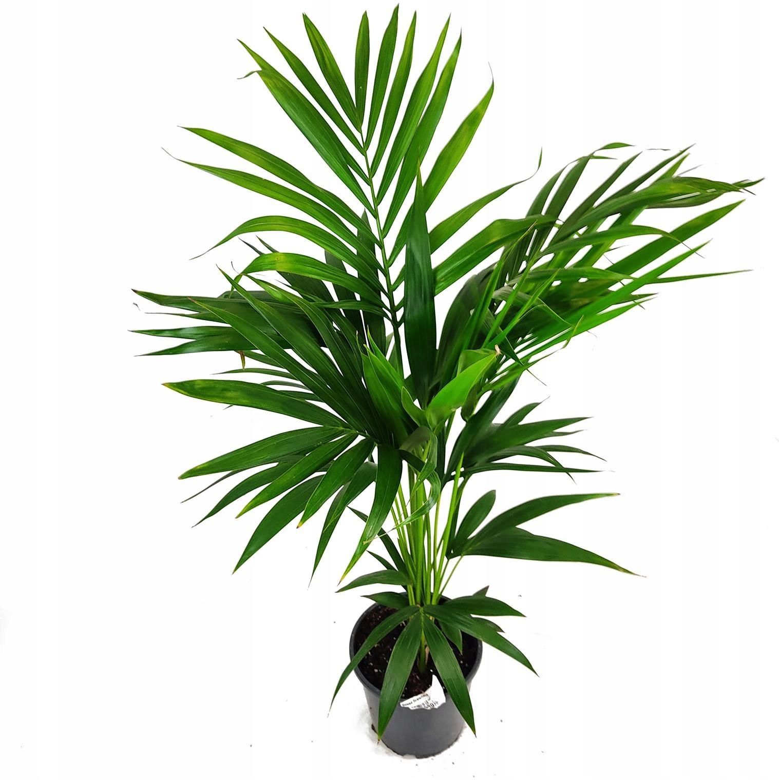 Palma Kentia Howea Kencja Tropikalna Piękność - Ceny i opinie - Ceneo.pl