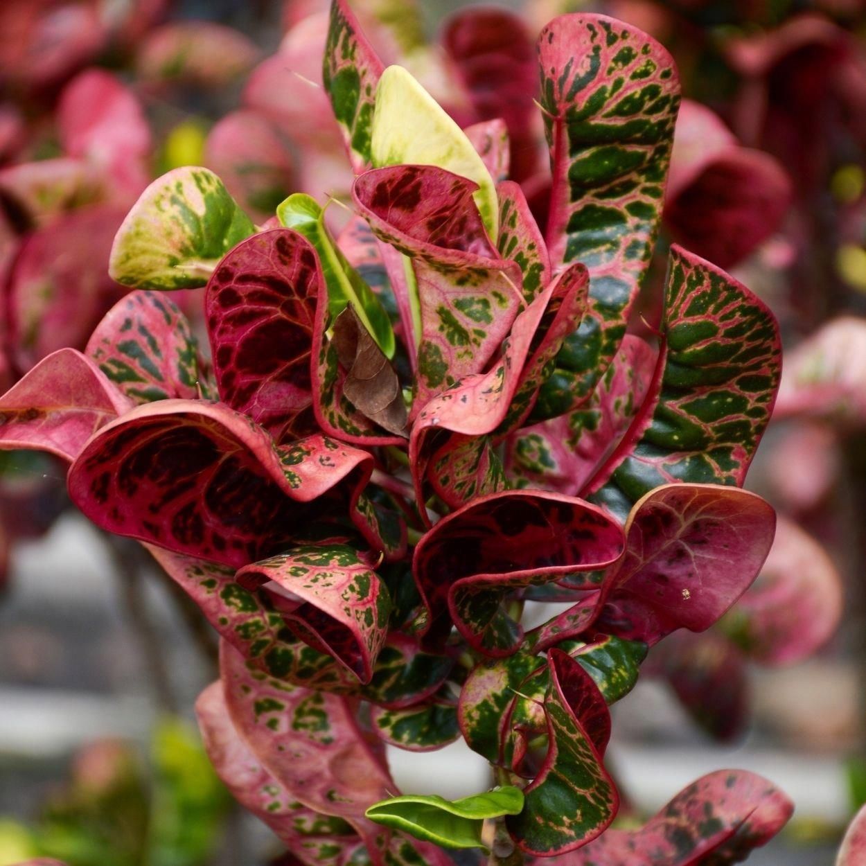 Codiaeum Variegatum Kroton Red Banana - Ceny i opinie - Ceneo.pl