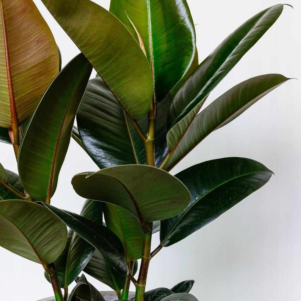 Ficus Elastica Fikus Elastika Robusta Ładny - Ceny i opinie - Ceneo.pl