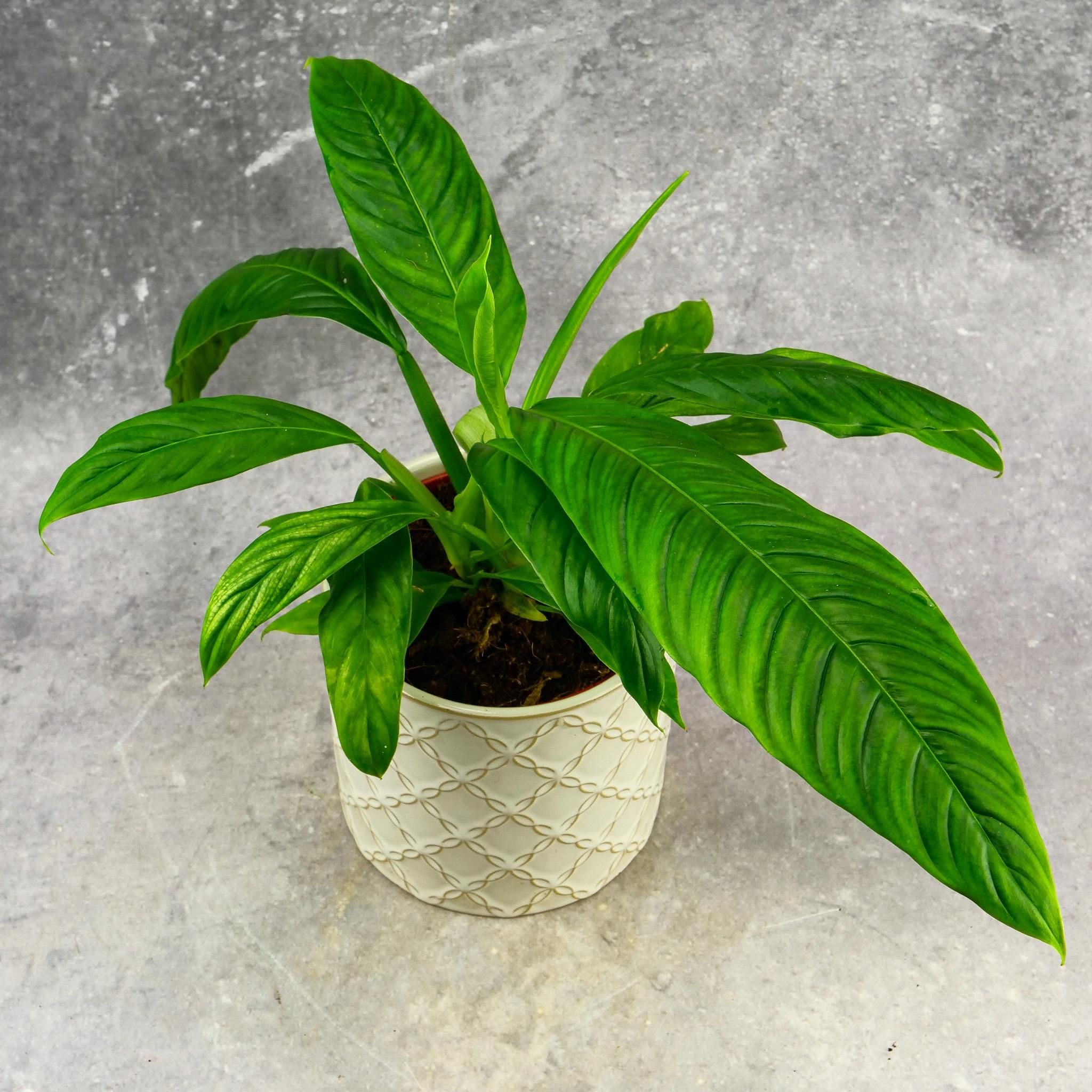 Philodendron Campii Lynette Ø12cm Unikatowy - Ceny i opinie - Ceneo.pl