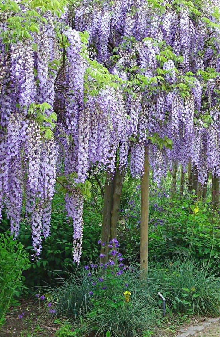 Wisteria Glicynia Fiolet Kwitnie 3L Pnąca 100Cm - Ceny i opinie - Ceneo.pl