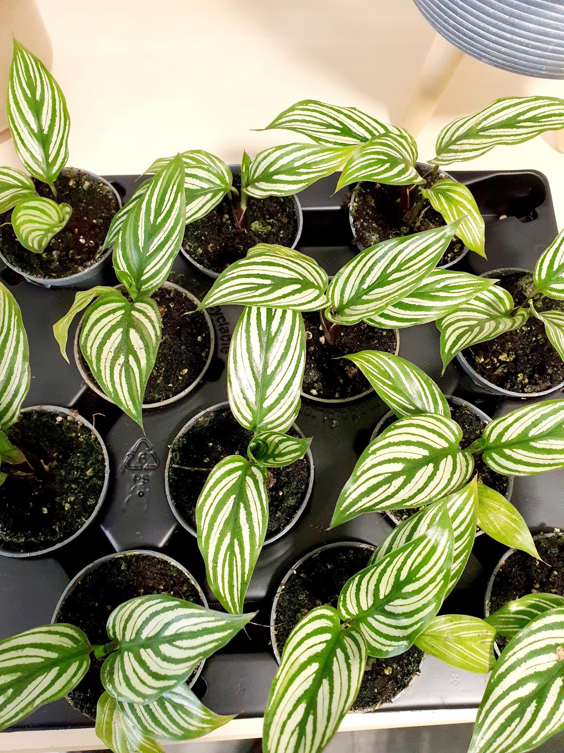 Calathea Calatea Vittata Piękne Białe Wzorki - Ceny i opinie - Ceneo.pl