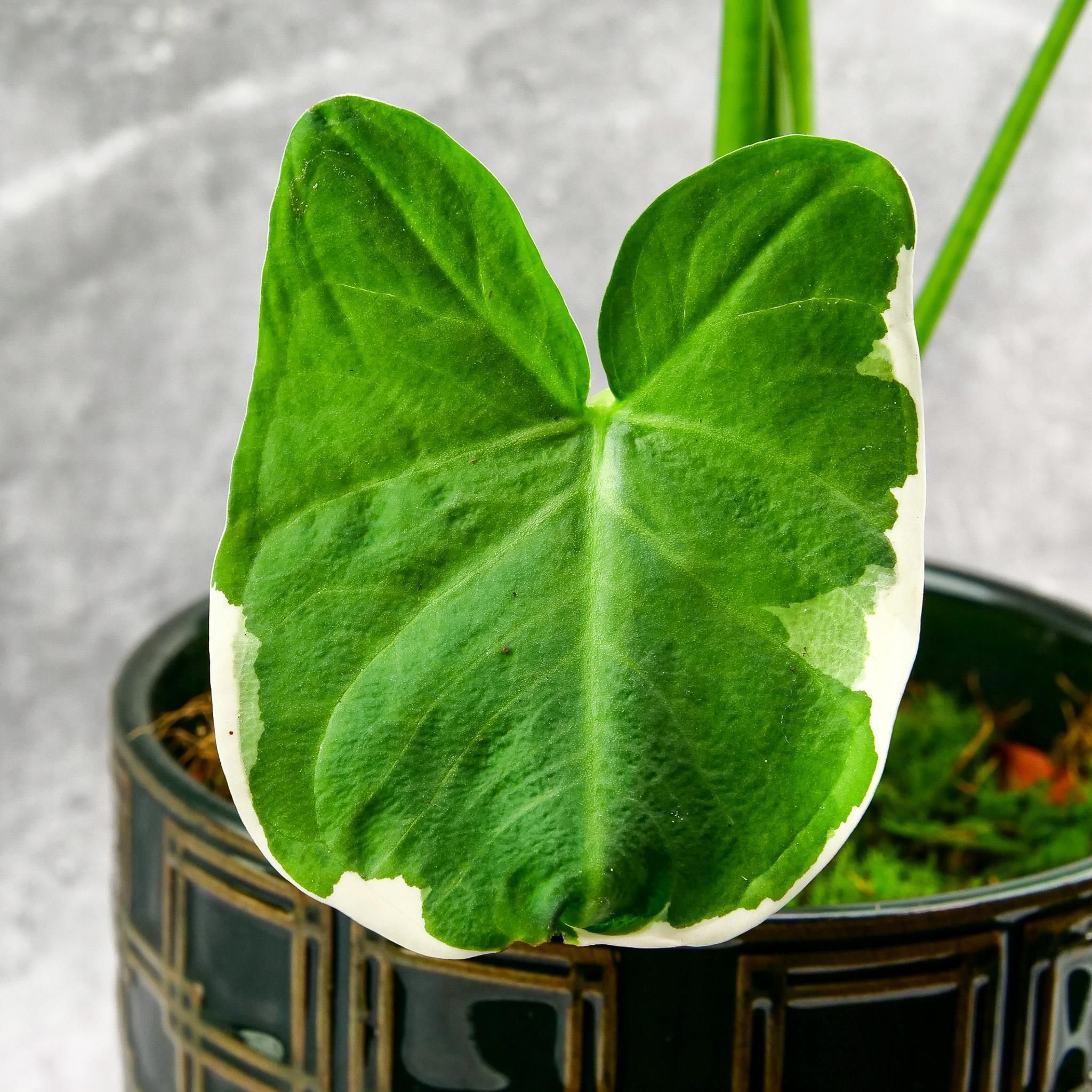 Alocasia Mickey Mouse Myszka Miki Unikatowa Ø15cm - Ceny i opinie ...