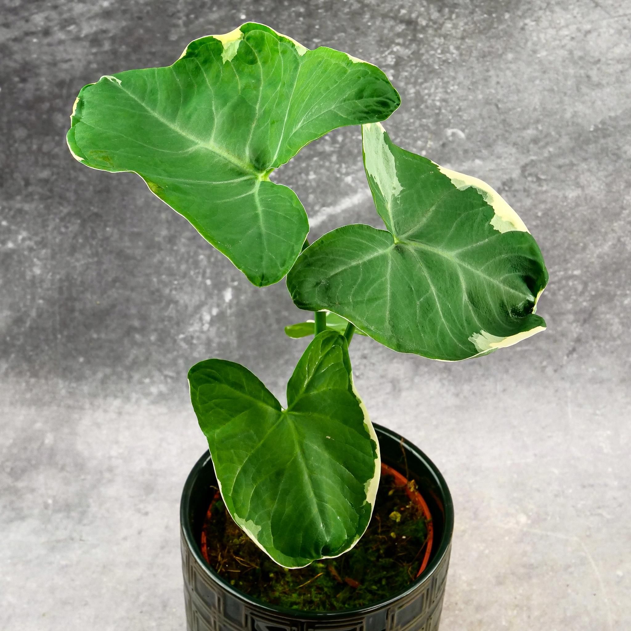 Alocasia Mickey Mouse Myszka Miki Unikatowa Ø15cm - Ceny i opinie ...