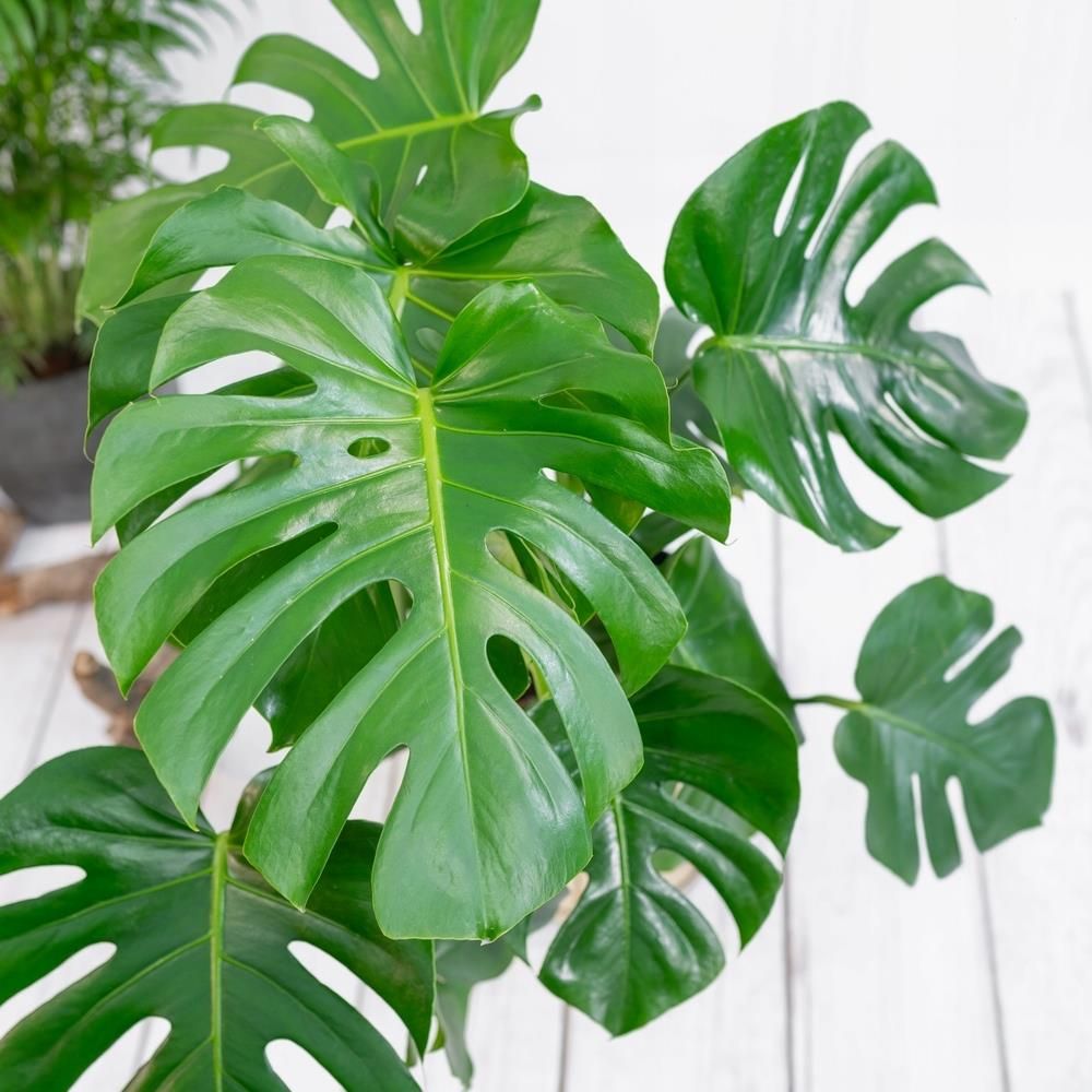 Najpiękniejsza Monstera Deliciosa Dziurawa Roz. Xl - Ceny i opinie ...