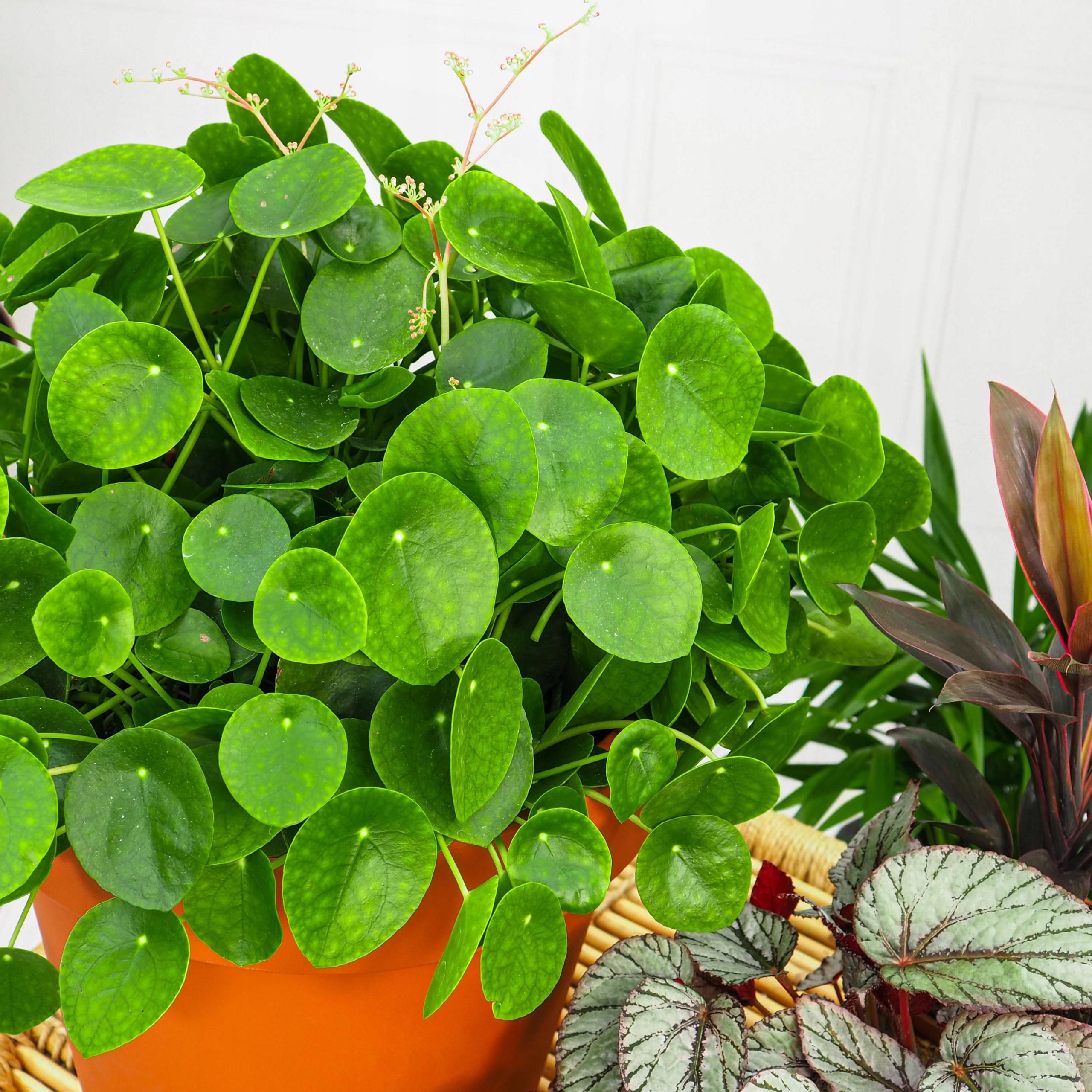 Pilea Peperomioides Roślina Pieniążek Rozmiar S - Ceny i opinie - Ceneo.pl