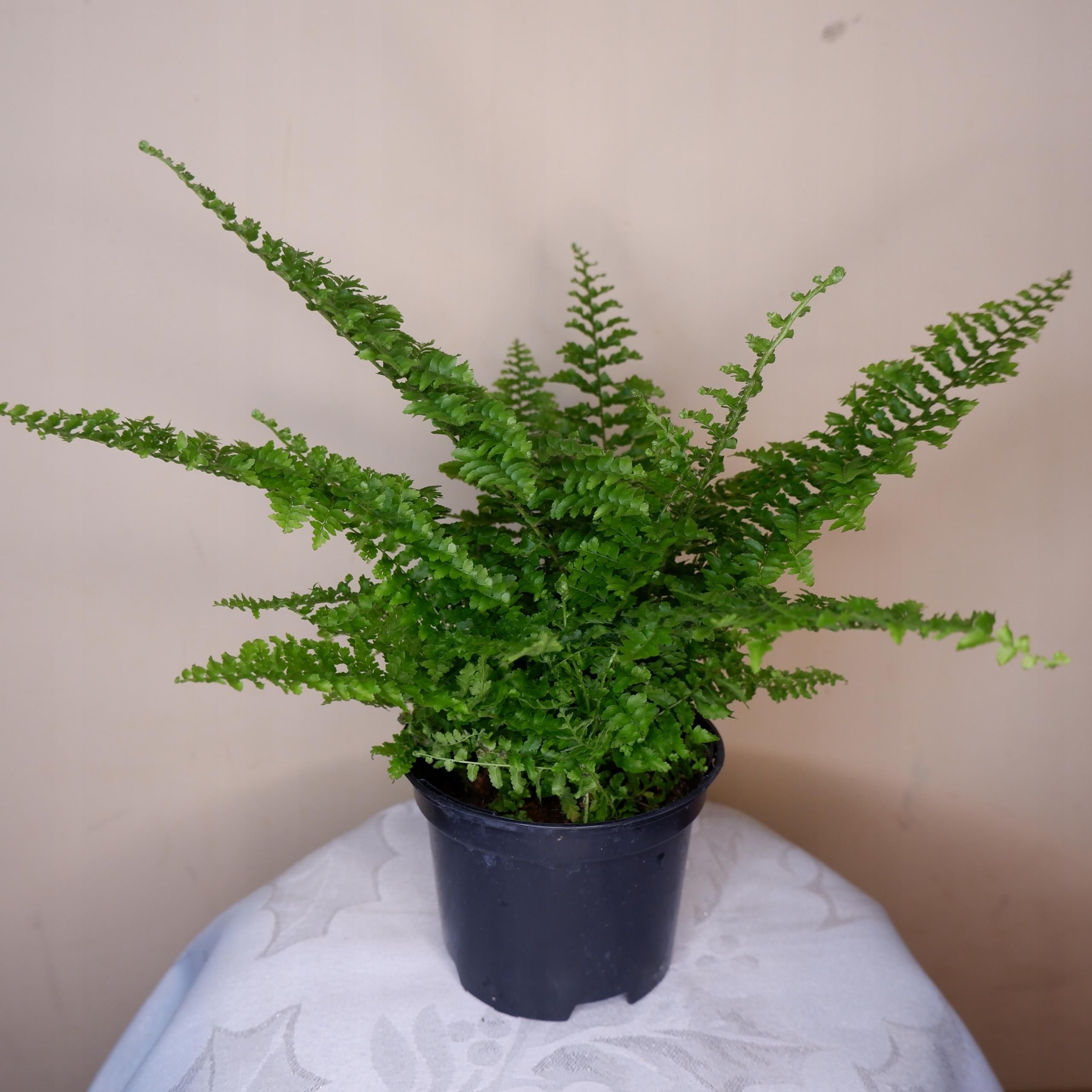 Paproć Paprotka Miniaturka Gęsta D. 10cm - Ceny i opinie - Ceneo.pl