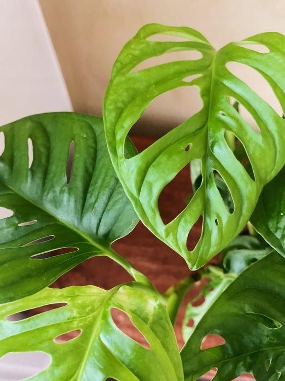 Monstera Monkey Mask Liście Z Dziurami Roz. L - Ceny i opinie - Ceneo.pl