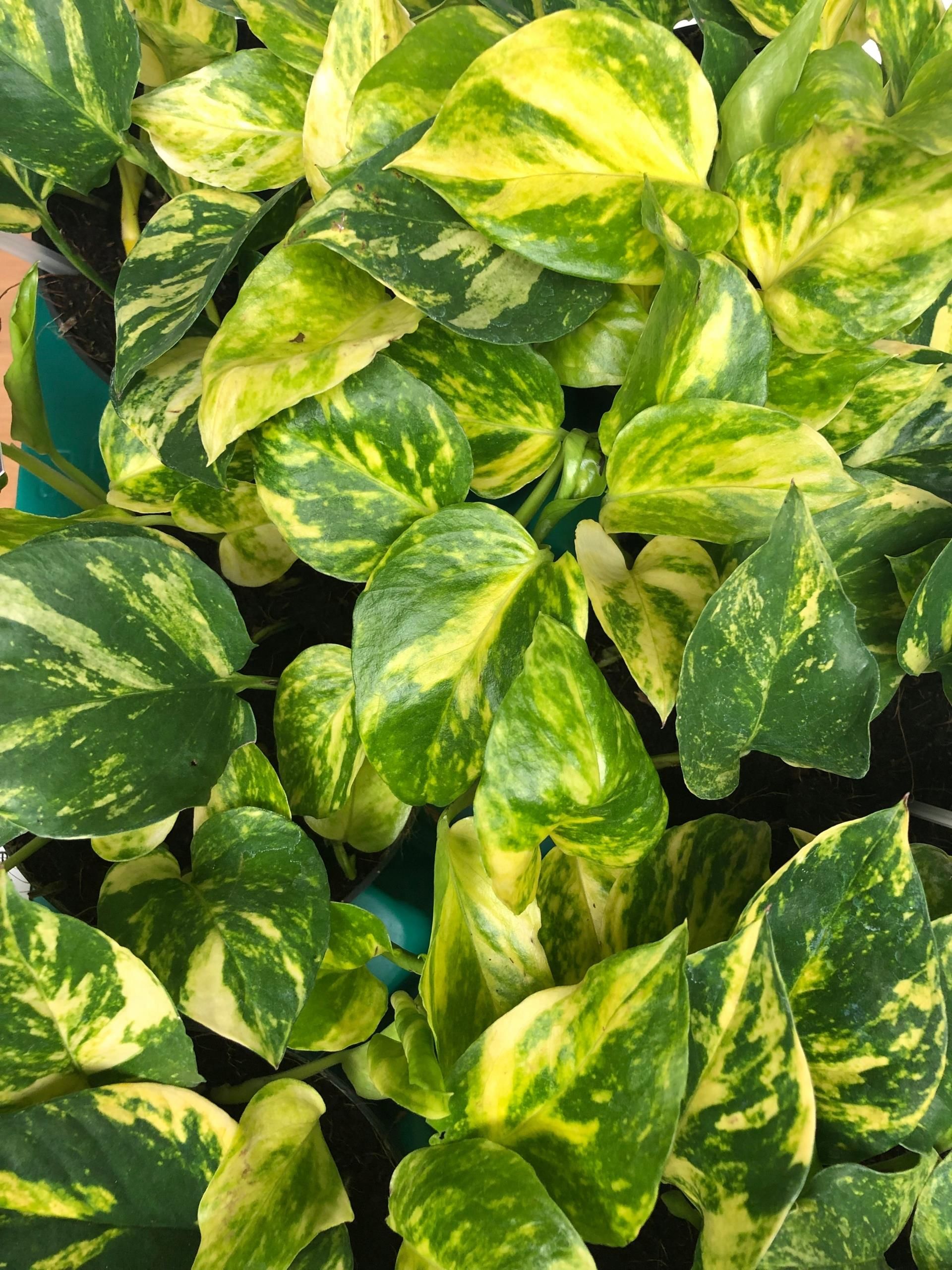 Epipremnum Pinnatum N Joy Gold Mini Scindapsus - Ceny i opinie - Ceneo.pl