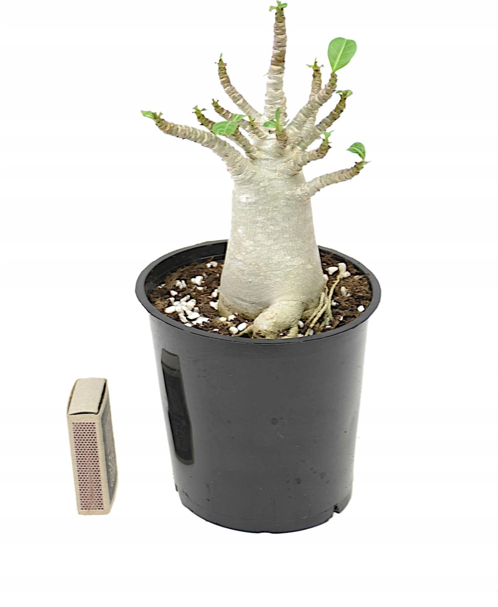 Adenium Ansu Mini Baobab Róża Pustyni P12 - Ceny i opinie - Ceneo.pl