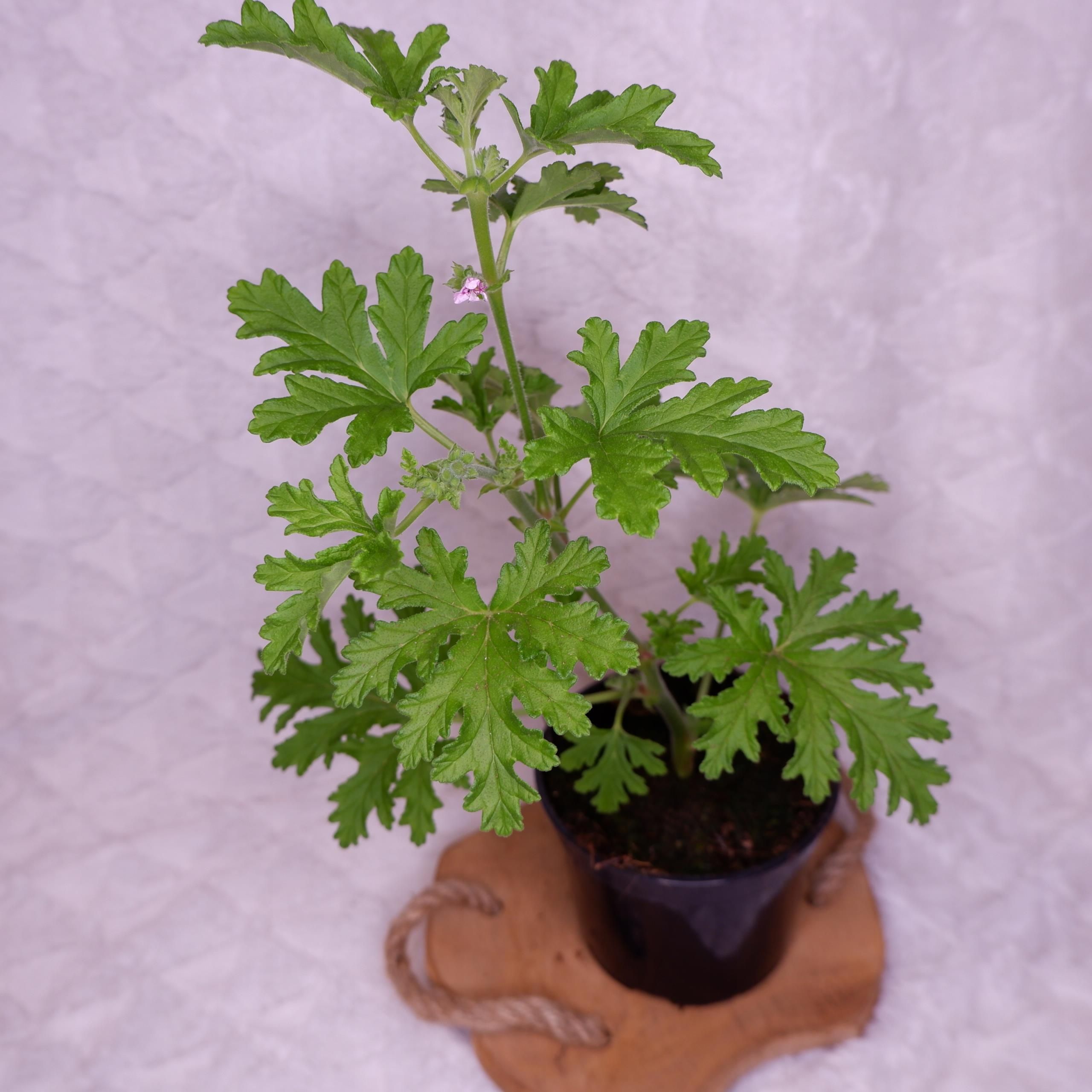 Geranium Anginka Roślina Lecznicza Dorodne - Ceny i opinie - Ceneo.pl