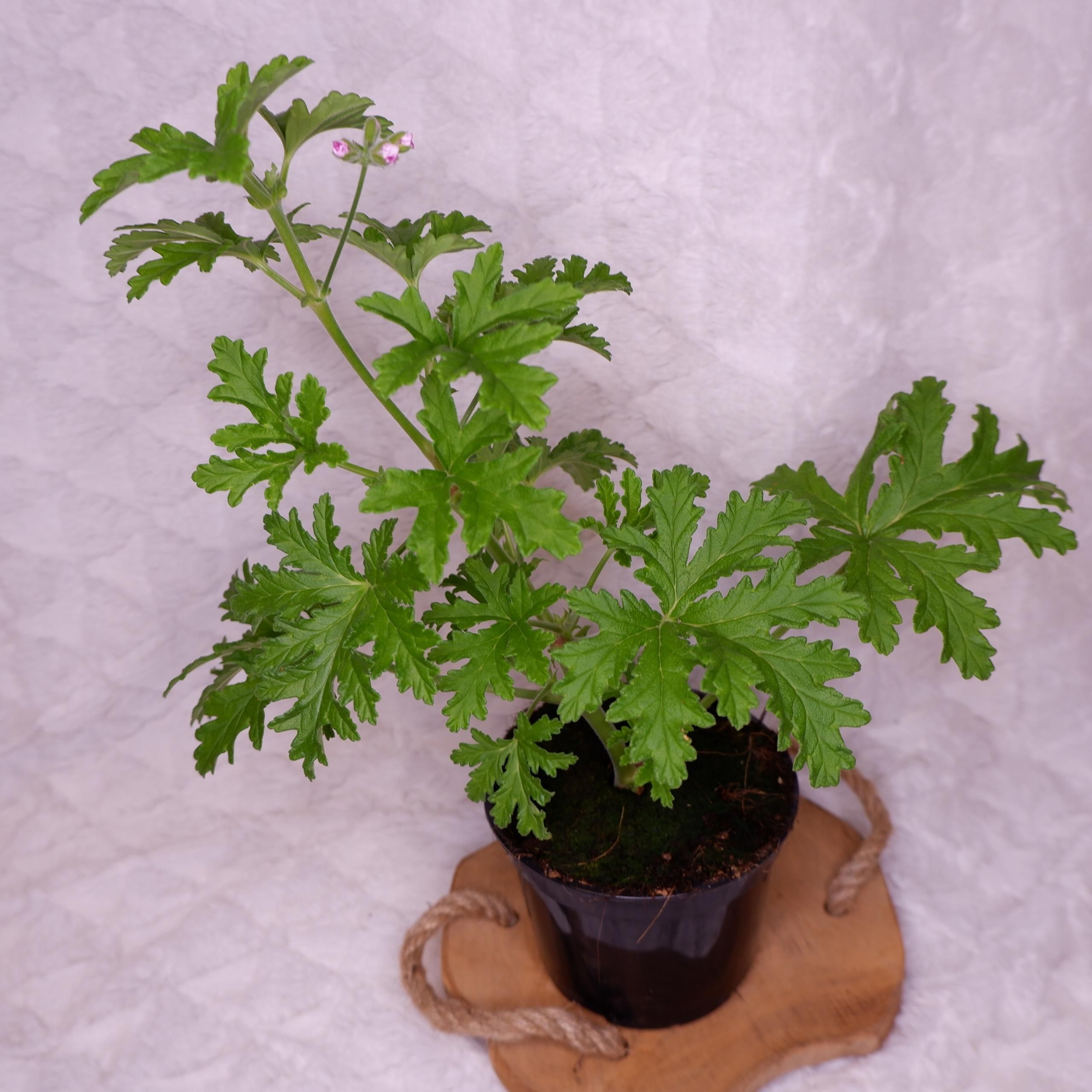 Geranium Anginka Roślina Lecznicza Dorodne - Ceny i opinie - Ceneo.pl