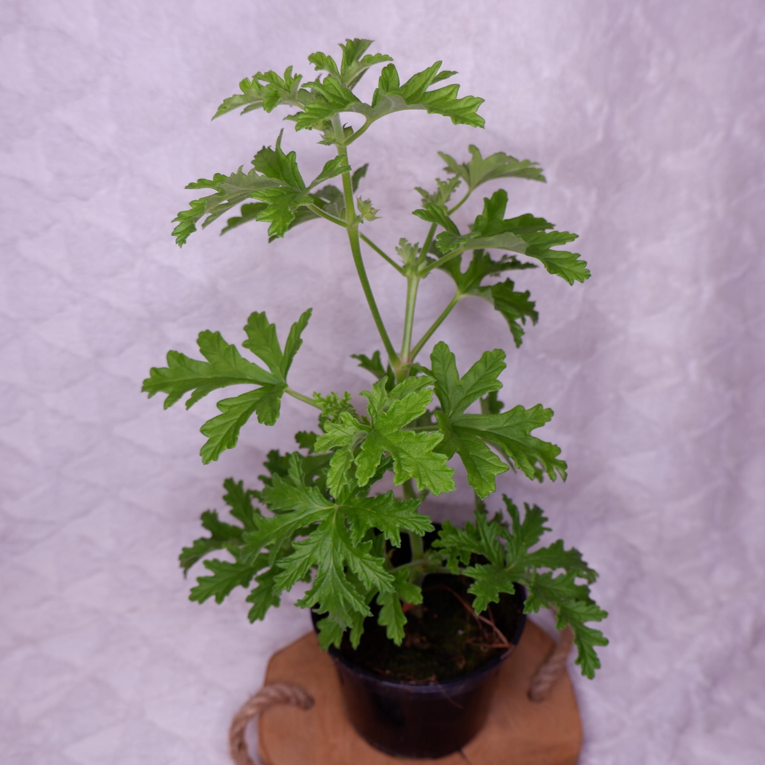 Geranium Anginka Roślina Lecznicza Dorodne - Ceny i opinie - Ceneo.pl