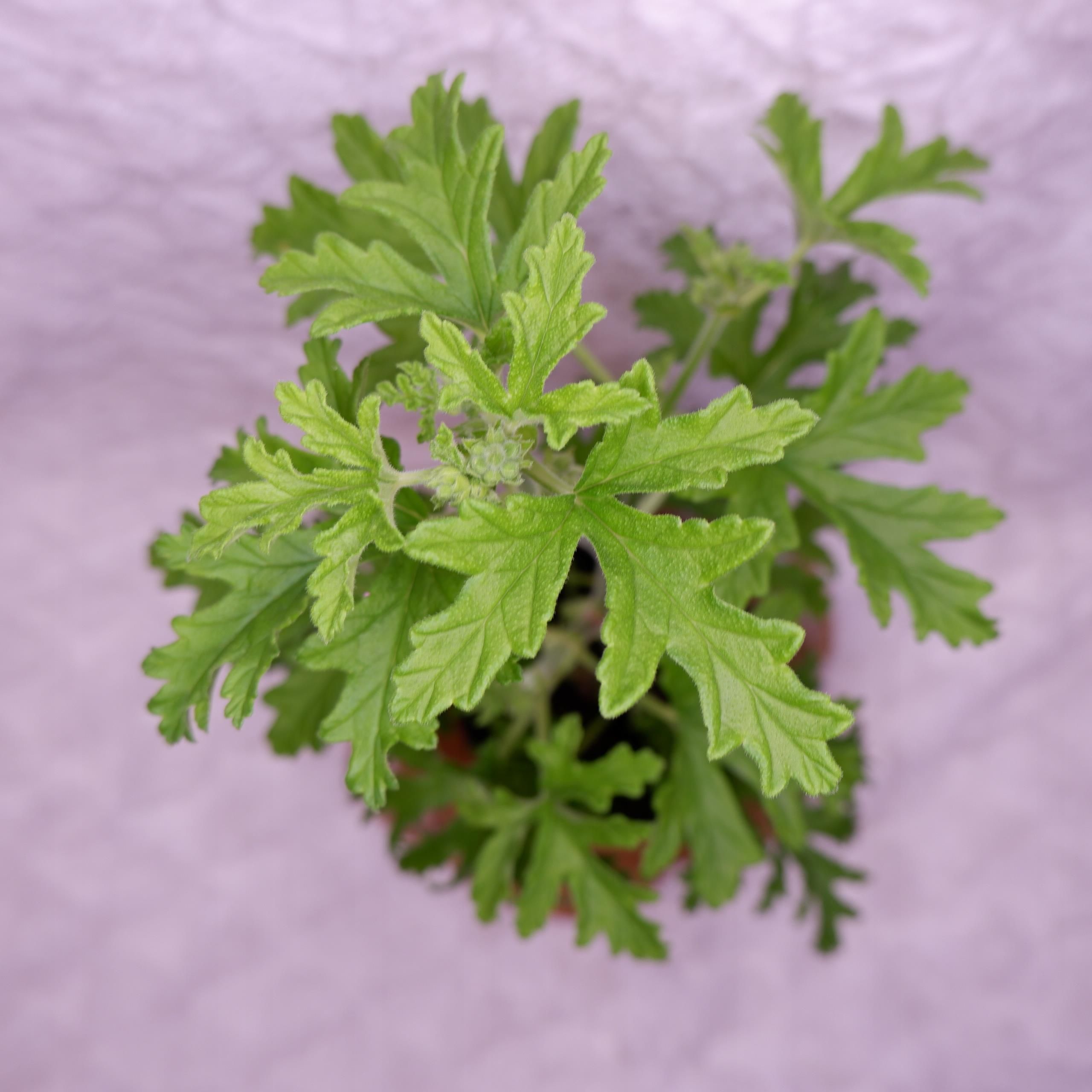 Geranium Anginka Roślina Lecznicza Dorodne - Ceny i opinie - Ceneo.pl