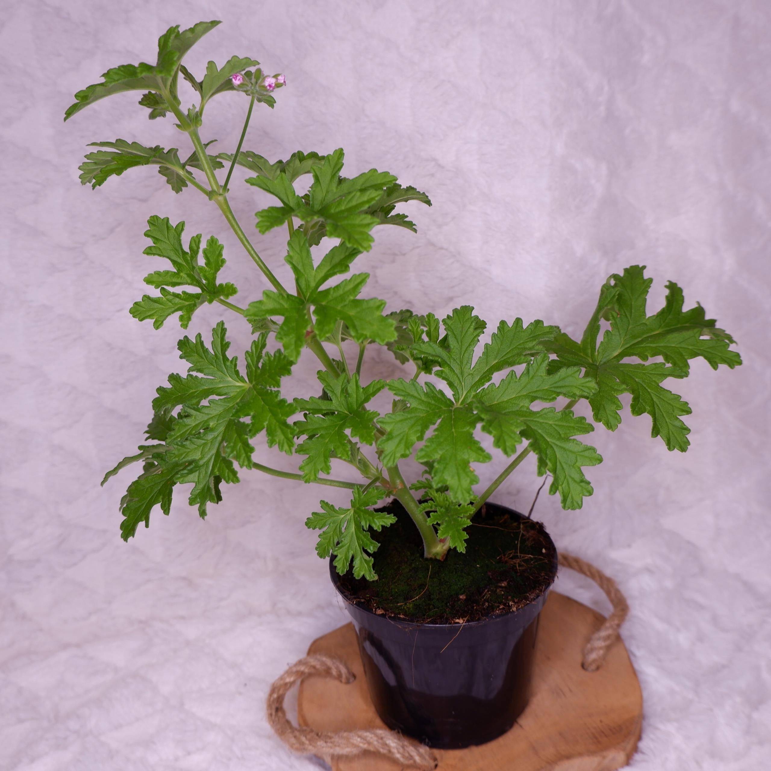 Geranium Anginka Roślina Lecznicza Dorodne - Ceny i opinie - Ceneo.pl