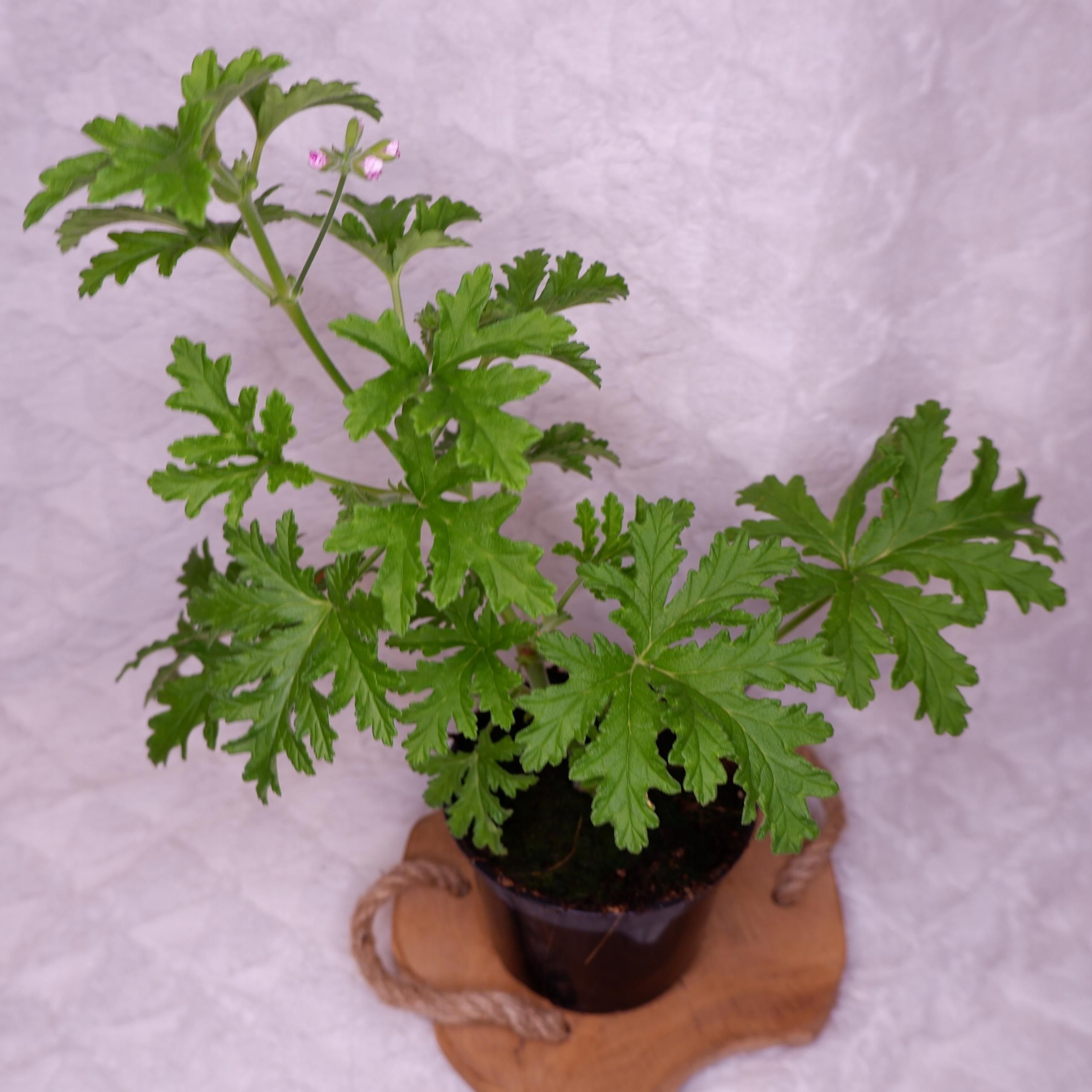 Geranium Anginka Roślina Lecznicza Dorodne - Ceny i opinie - Ceneo.pl