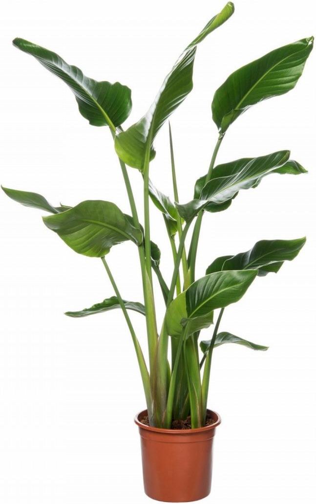Strelicja Strelitzia Nicolai Xl 135-160cm - Ceny i opinie - Ceneo.pl