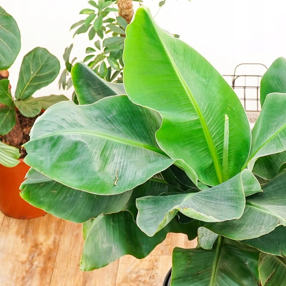 Gęsty Bananowiec Musa Tropicana Banan 80cm - Ceny i opinie - Ceneo.pl