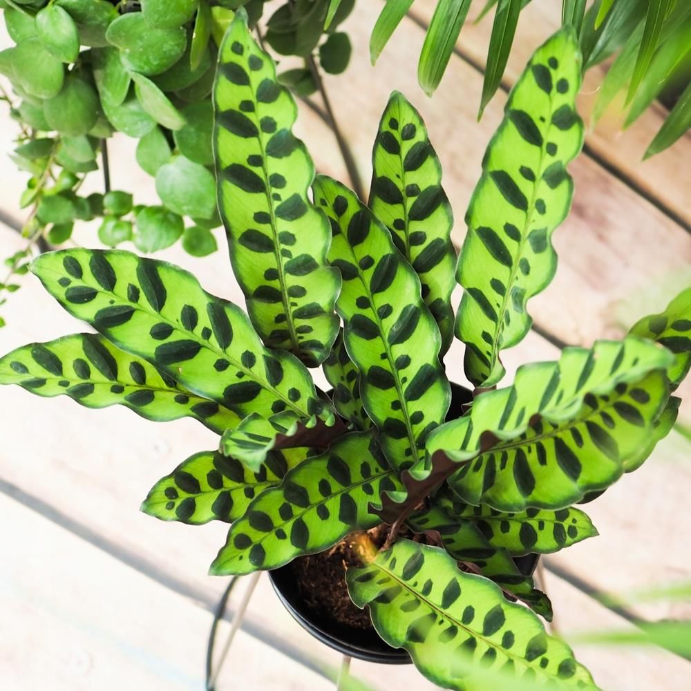 Calathea Lancifolia Karbowane Liście - Ceny i opinie - Ceneo.pl