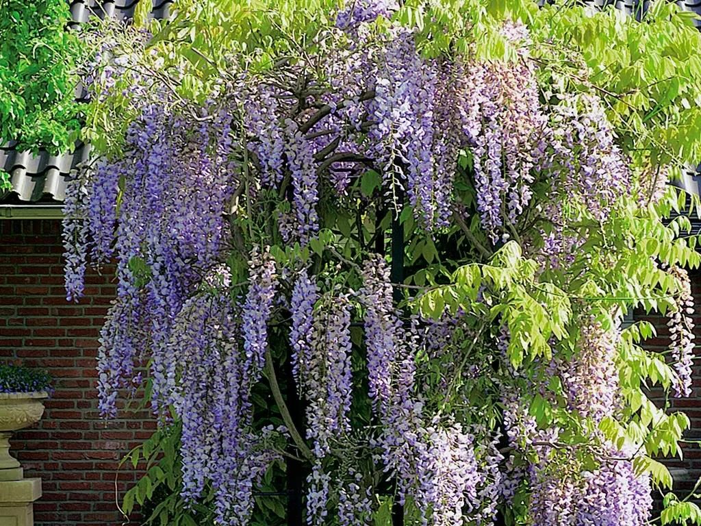 Glicynia Wisteria Chińska Fioletowa Don. 2L - Ceny i opinie - Ceneo.pl