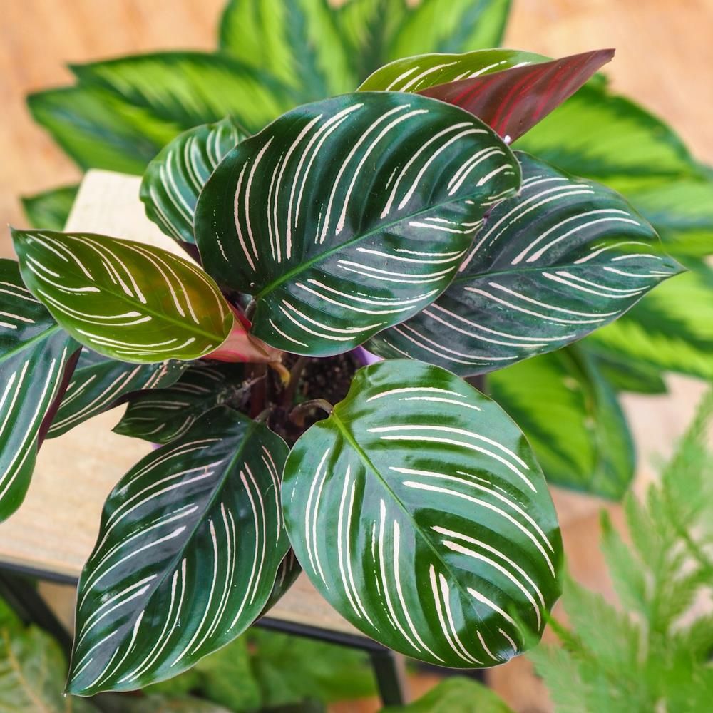 Kalatea Calathea Ornata Sanderiana Gęsta - Ceny i opinie - Ceneo.pl
