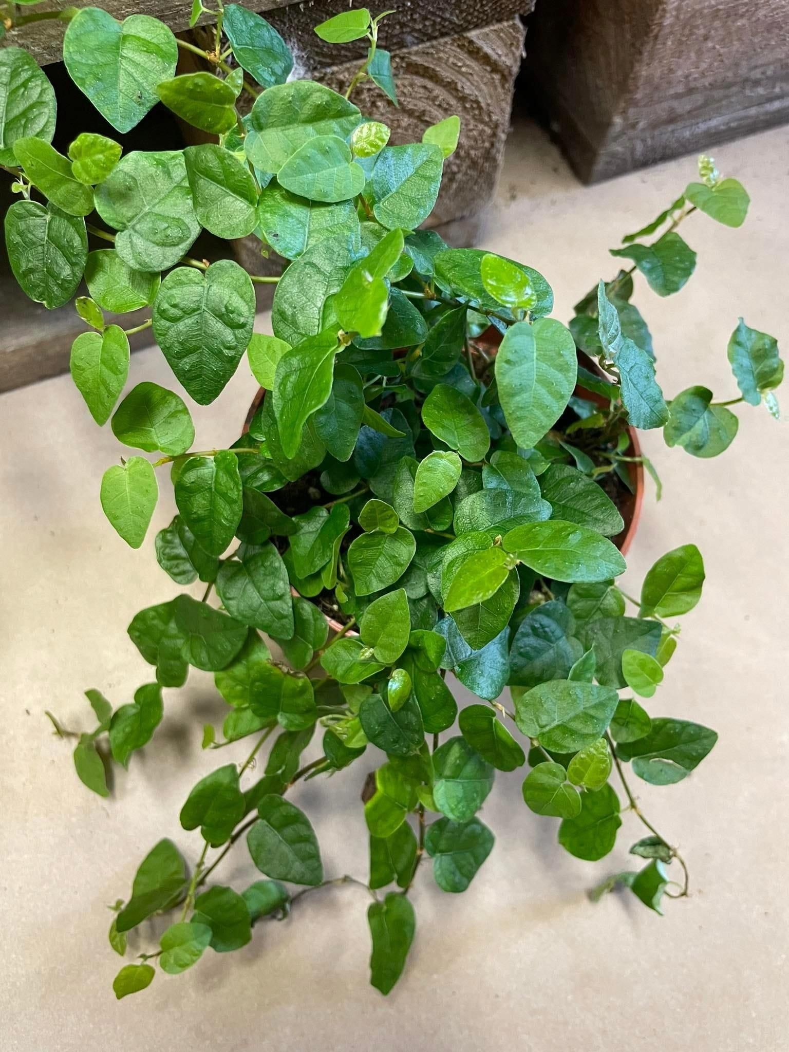 Fikus Pnący Zielony Ficus Pumila Sunny Green - Ceny i opinie - Ceneo.pl