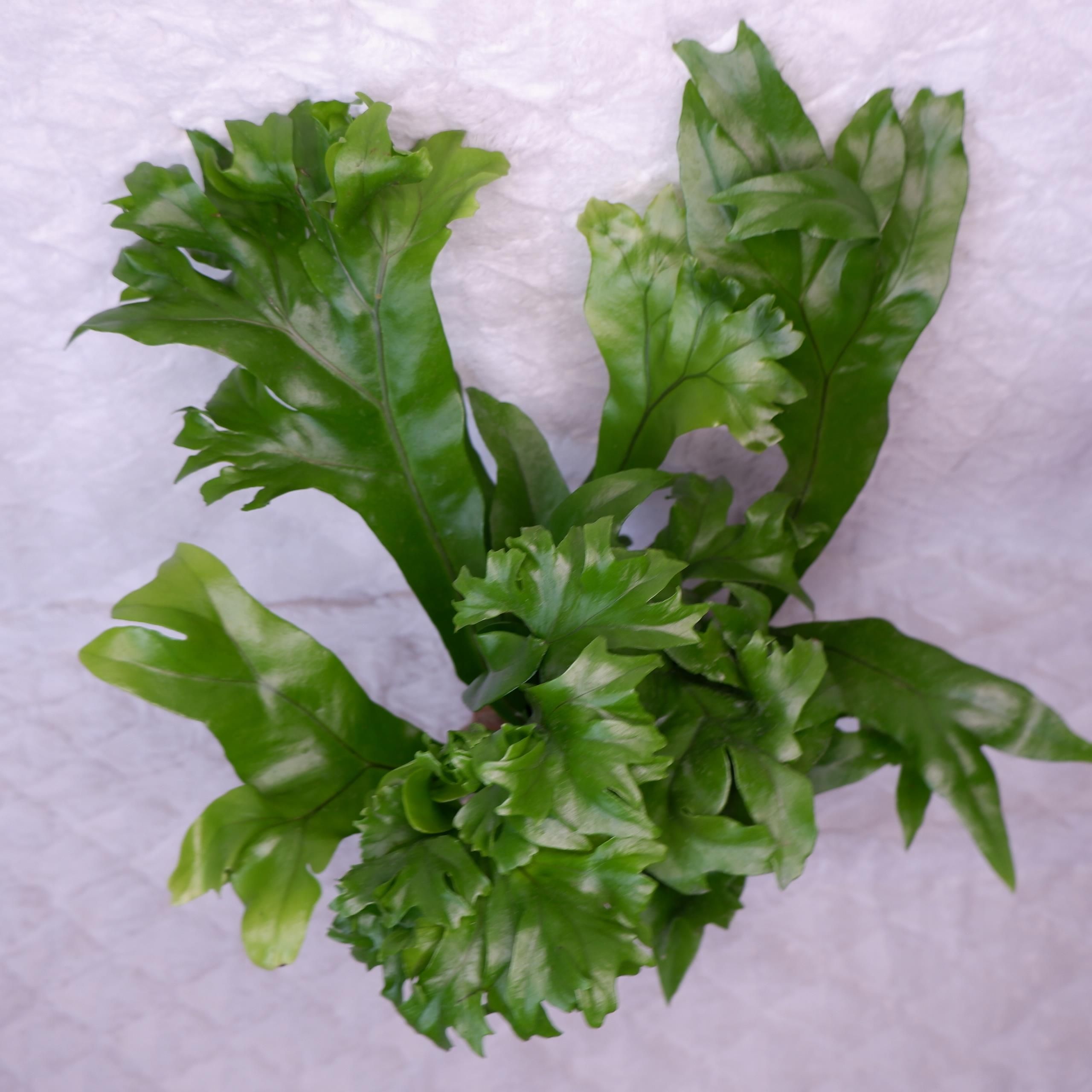 Microsorum Punctatum Green Flame D.13cm - Ceny i opinie - Ceneo.pl