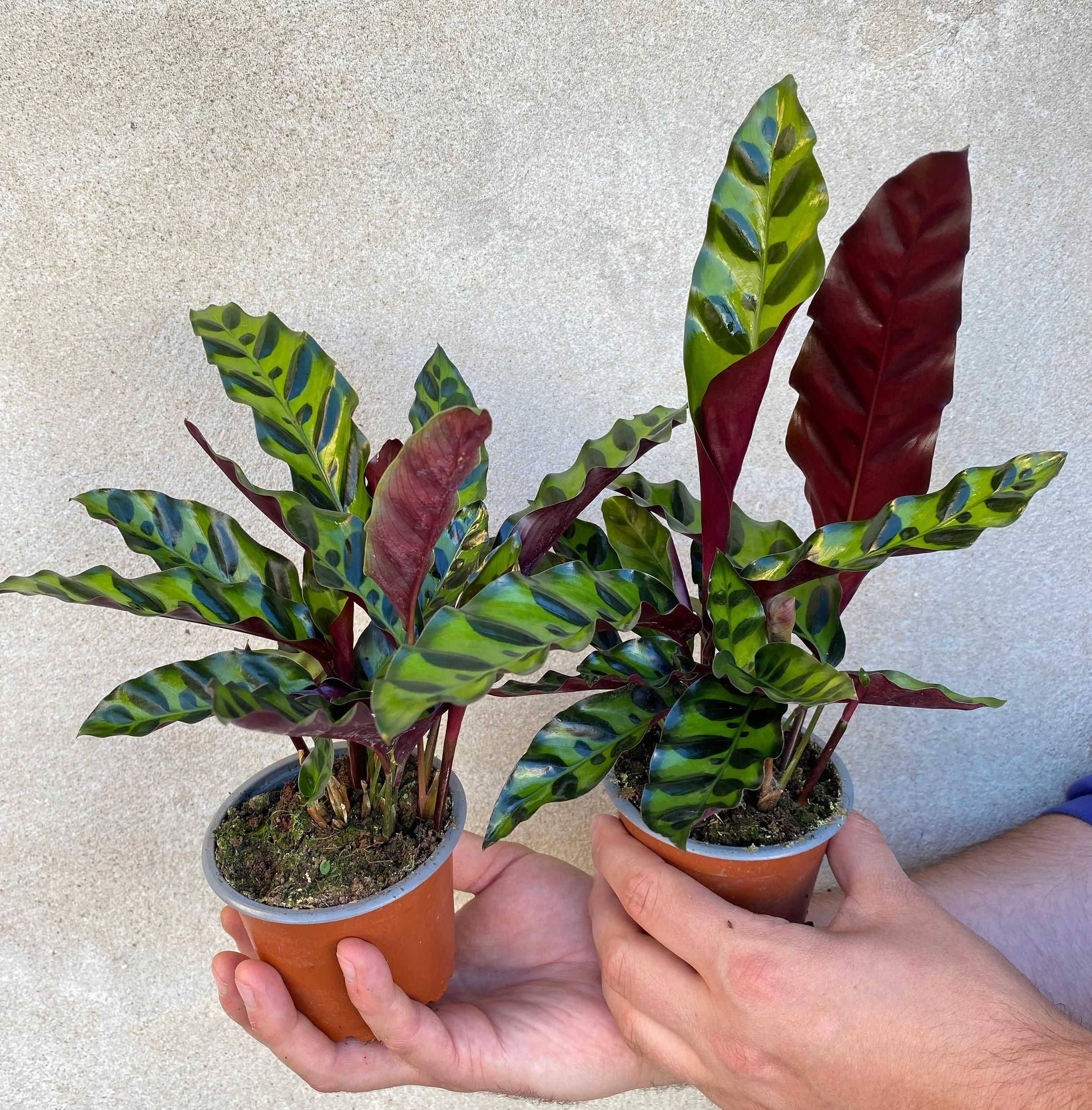 Calathea Lancifolia Kalatea Lancetolistna D.9cm - Ceny i opinie - Ceneo.pl