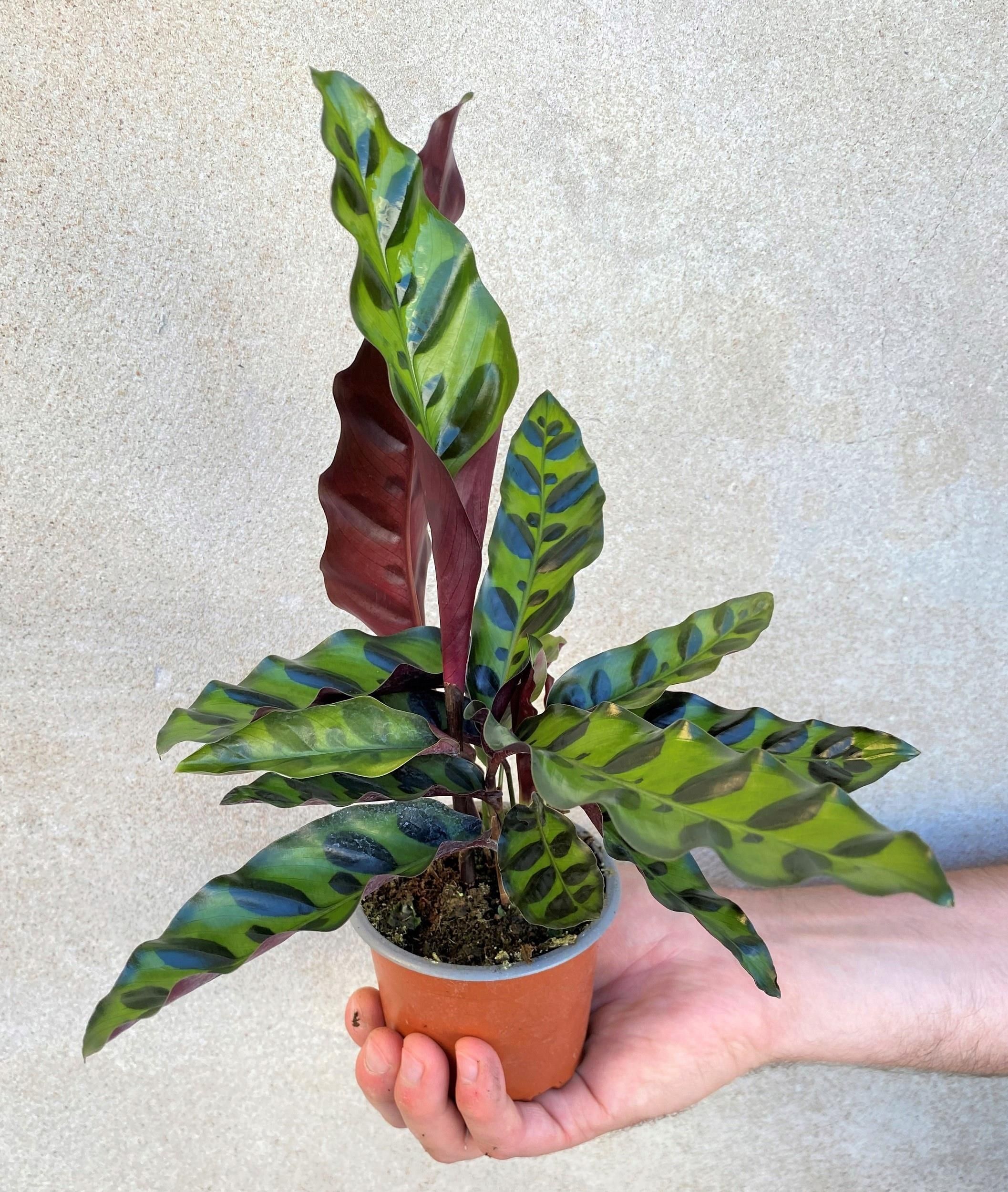 Calathea Lancifolia Kalatea Lancetolistna D.9cm - Ceny i opinie - Ceneo.pl