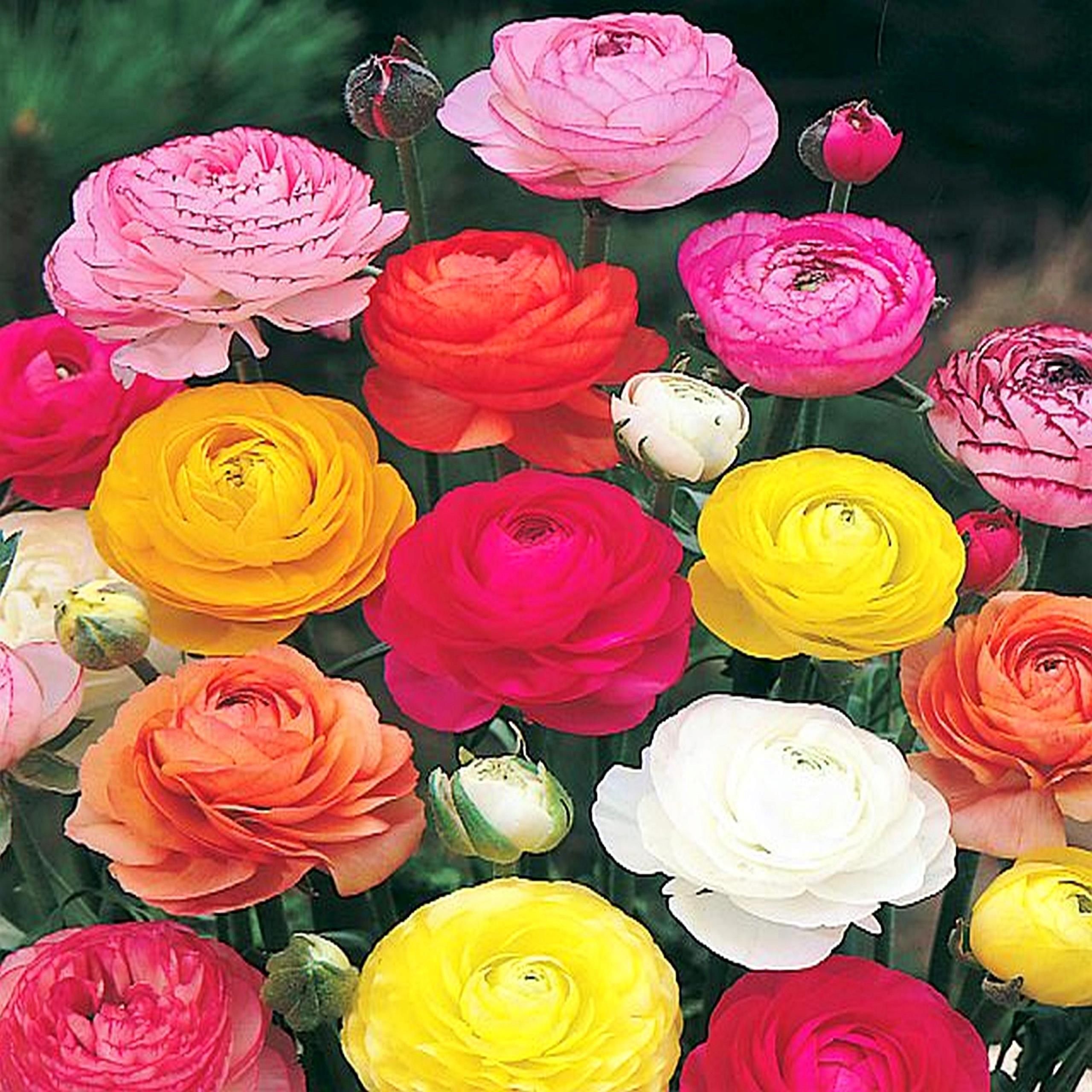 Ranunculus Jaskier Mix 10szt. Jaskry - Ceny i opinie - Ceneo.pl